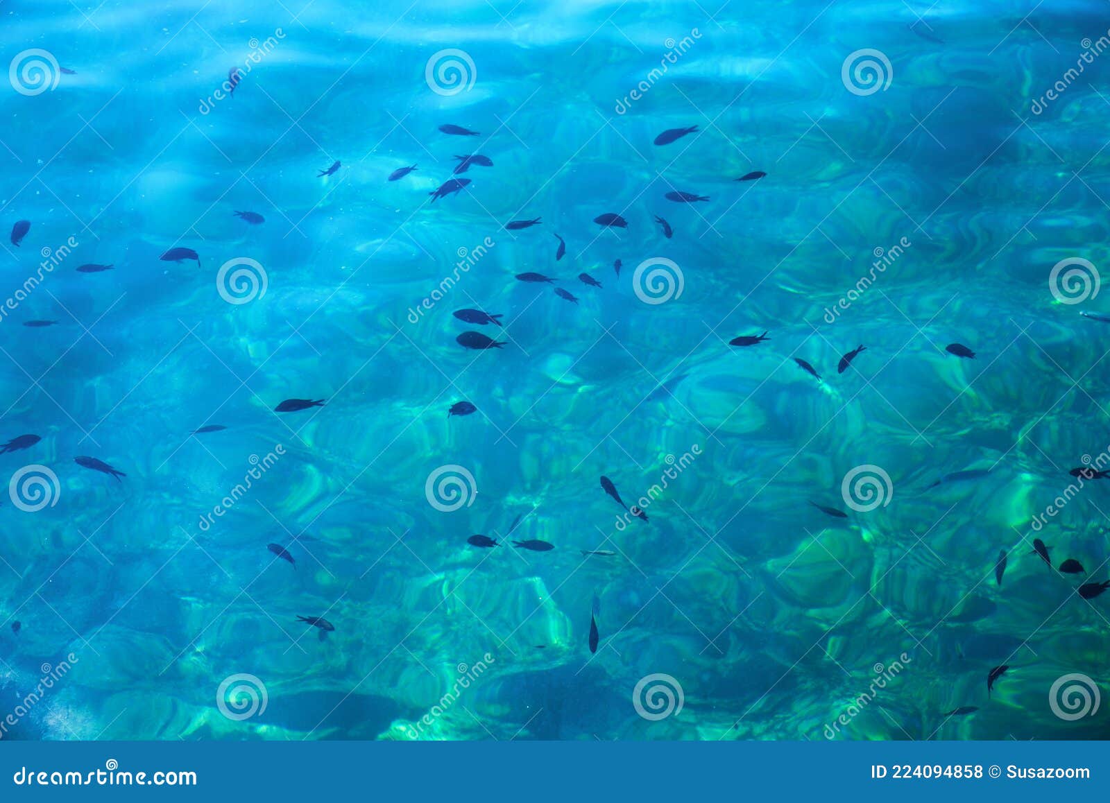 Shallow Blue Sea with Lots of Small Fish Stock Photo - Image of water ...