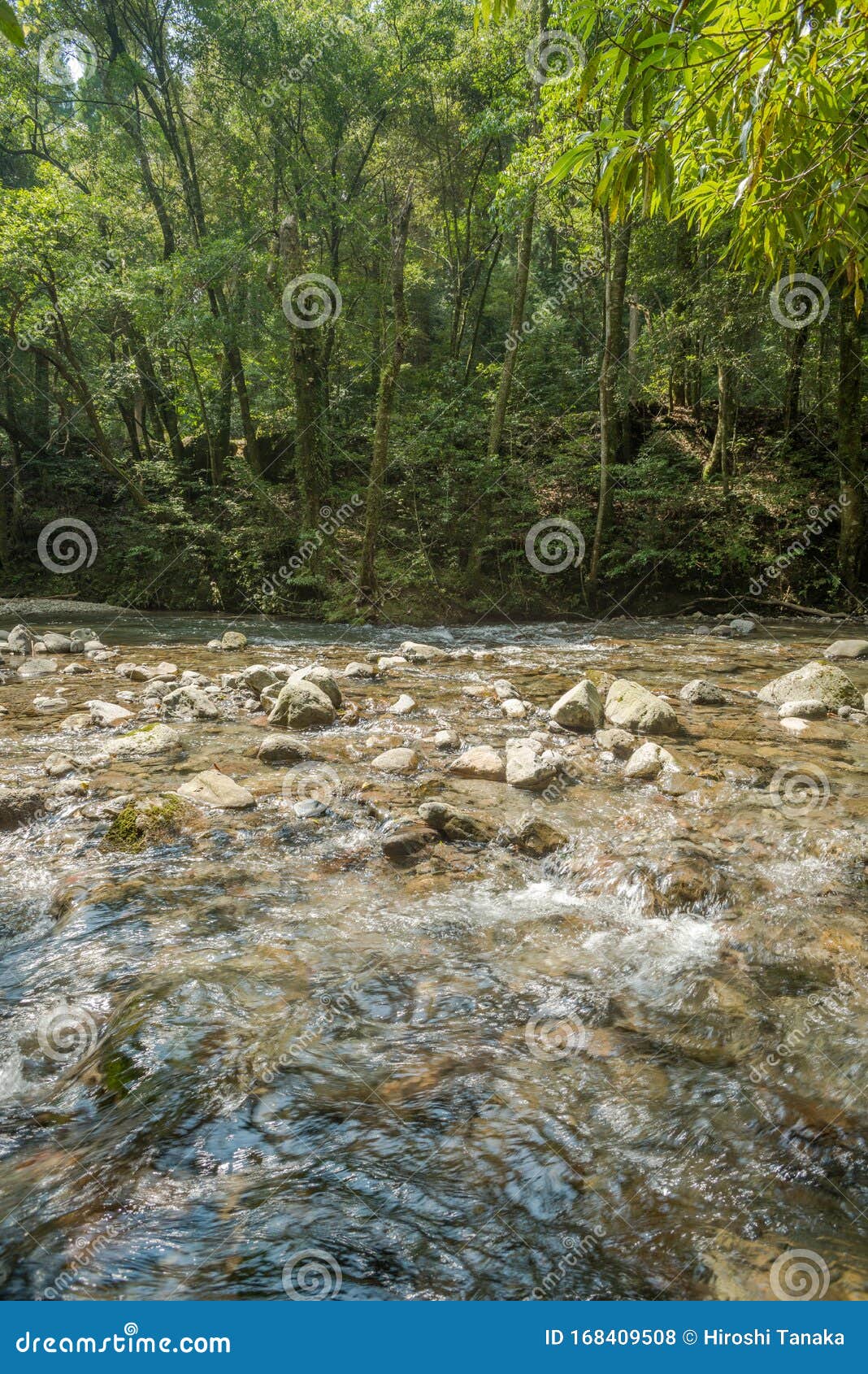 Shallow brook flowing stock photo. Image of flow, brook - 168409508