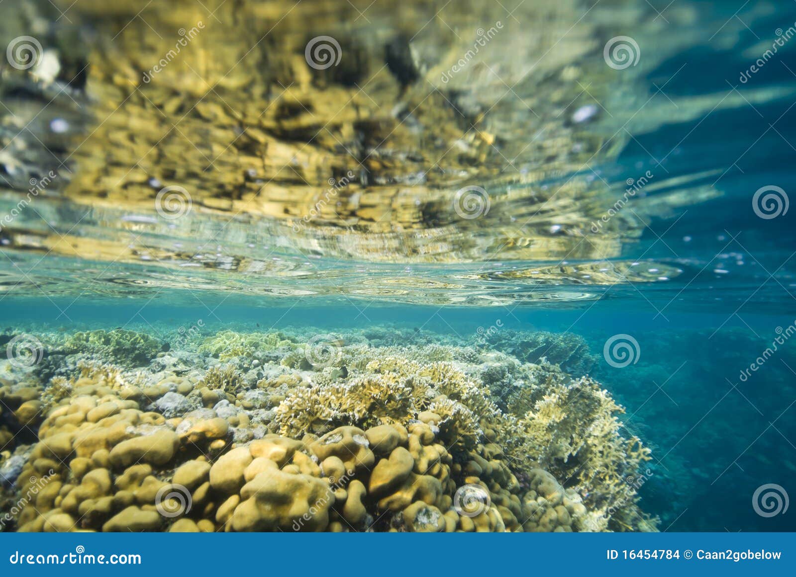 Shallow and Colorful Tropical Coral Reef. Stock Photo - Image of space ...
