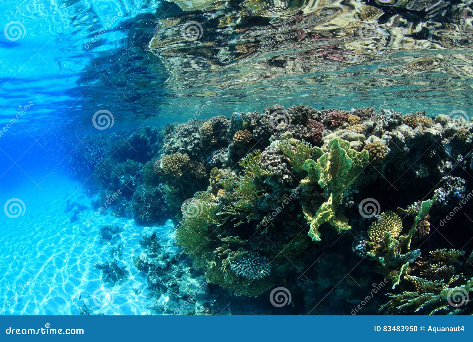 Shallow coral reef stock photo. Image of aquatic, ecosystem - 83483950