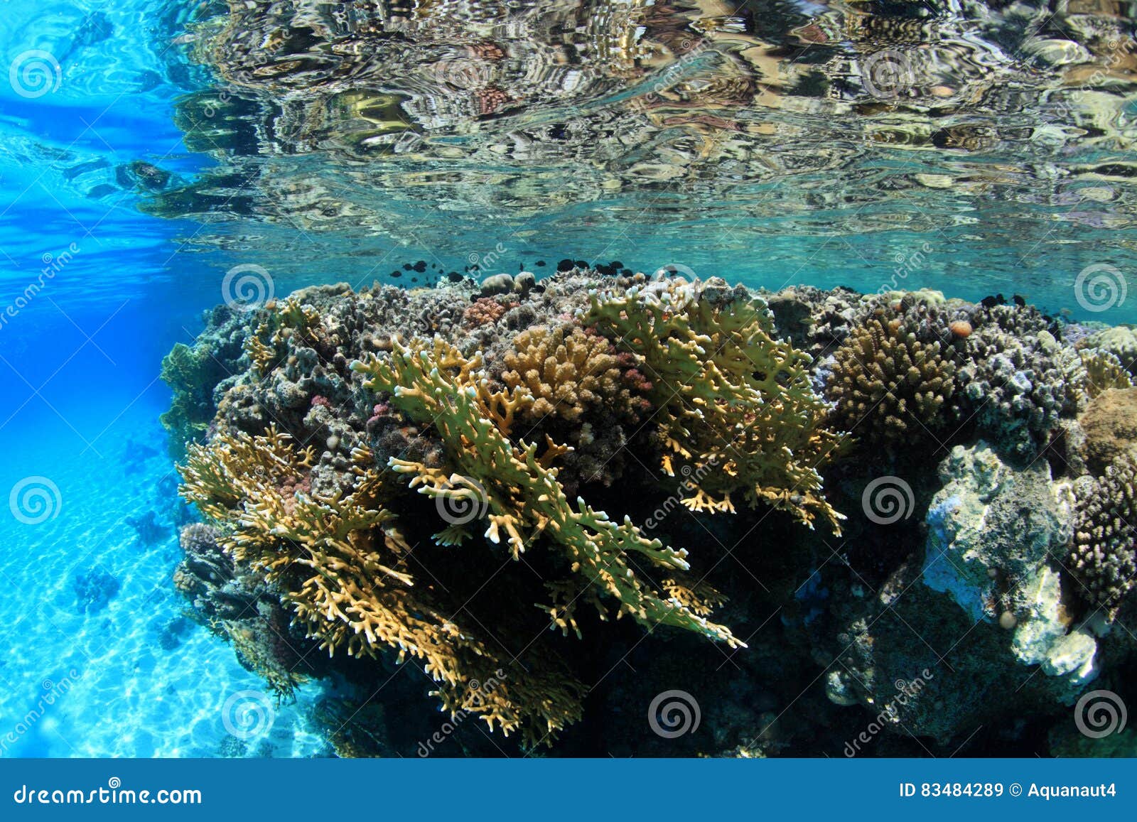 Shallow coral reef stock image. Image of aquatic, redsea - 83484289