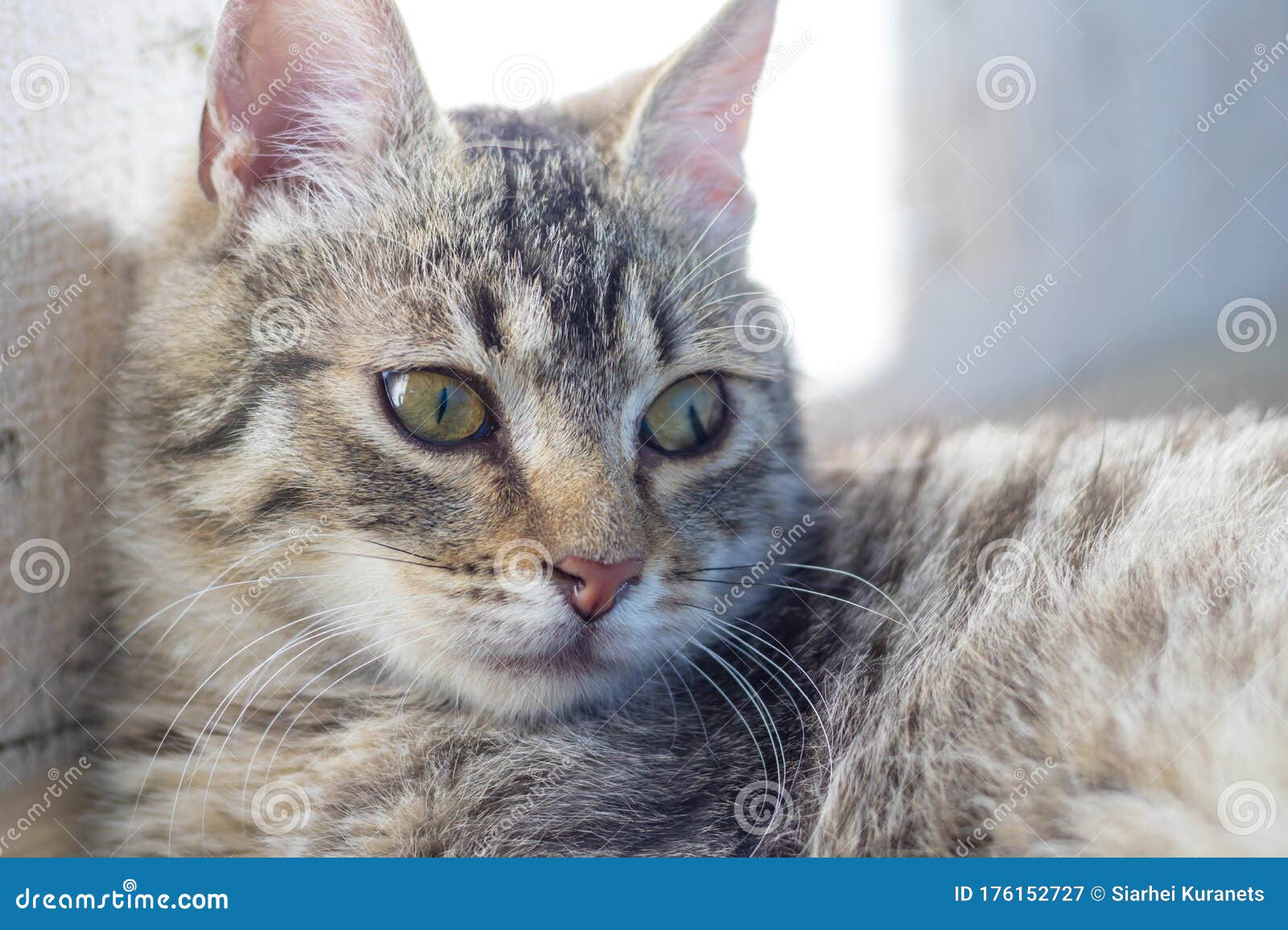 Shallow Depth of Field. Cat. Focus on the Nose Stock Image - Image of ...