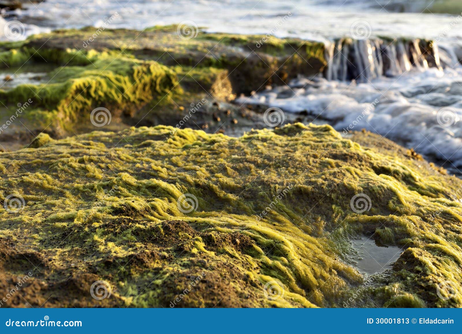 Beach Algae at Sunset stock image. Image of copy, horizontal - 30001813