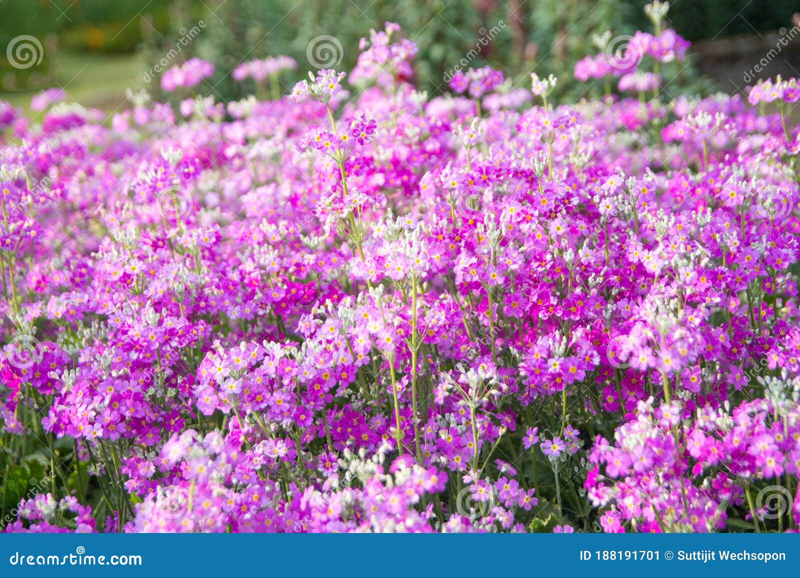 Shallow Depth of Field Flower in Garden Stock Image - Image of bloom ...