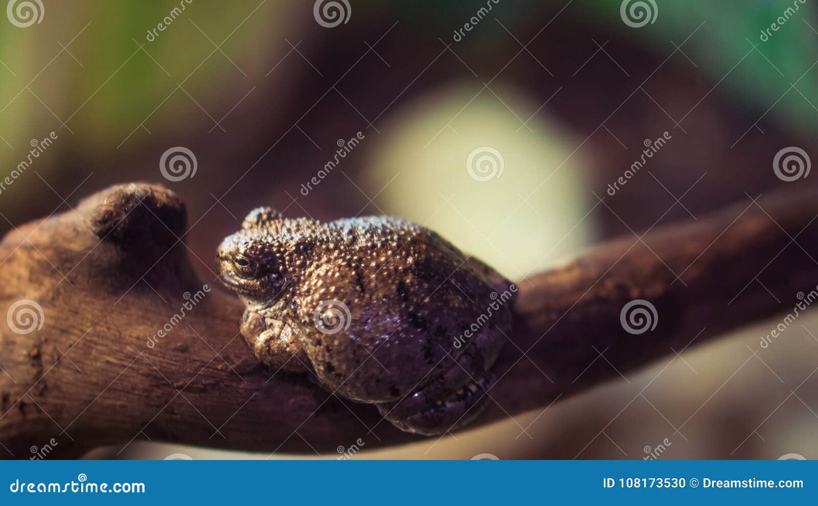 Toad Resting on Branch with Leaves in Soft Focus Stock Photo - Image of ...