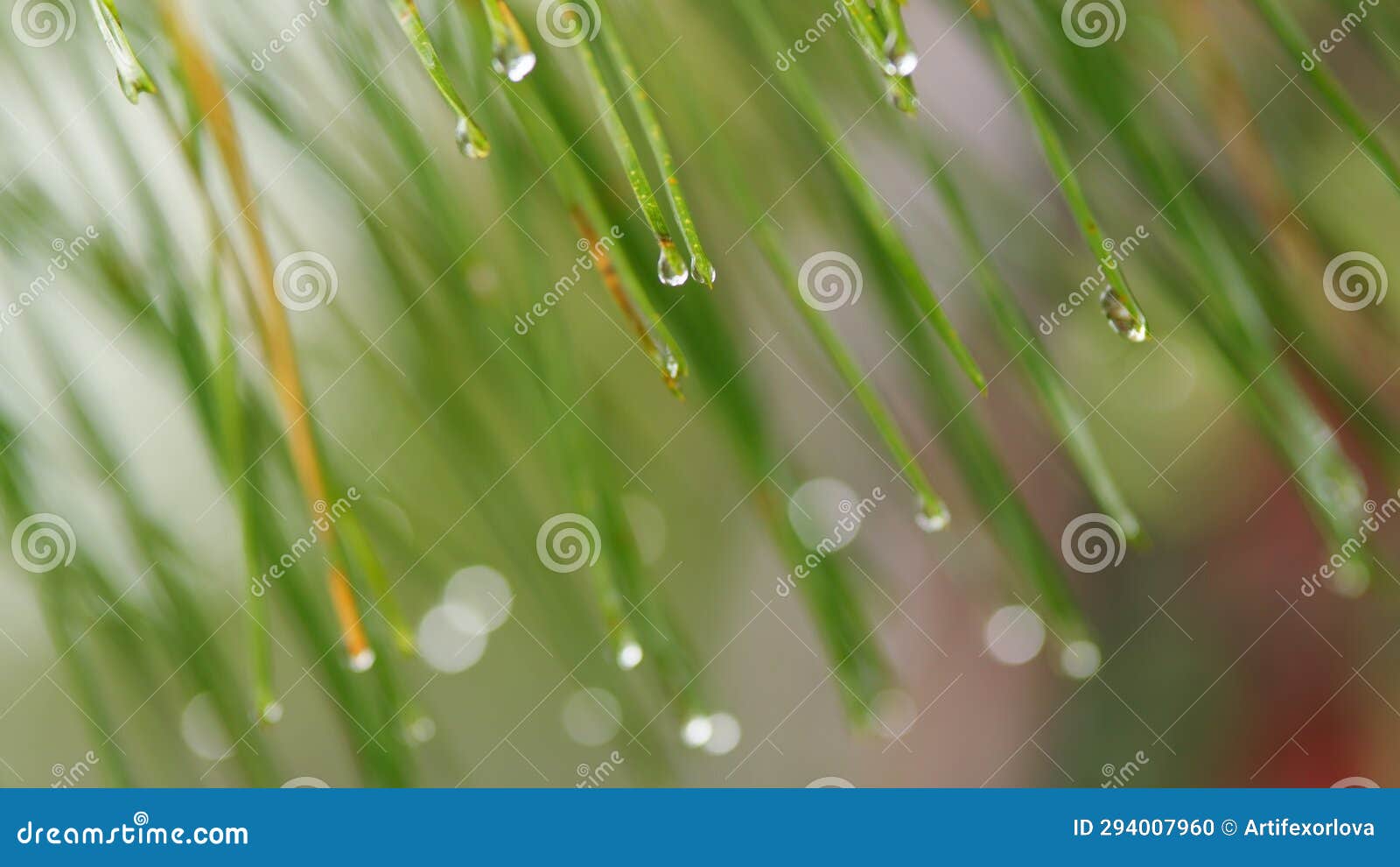 Pine Tree Leaves with Water Drops on it. Water Drop Concept Stock ...