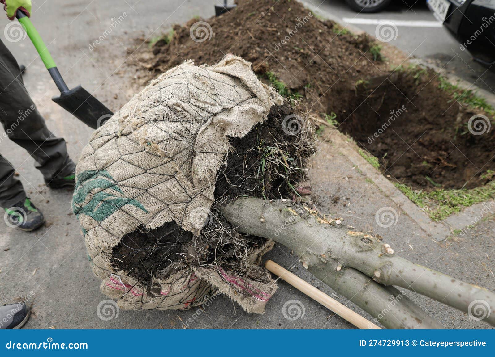 Shallow Depth of Field (selective Focus) Details with People Planting a ...