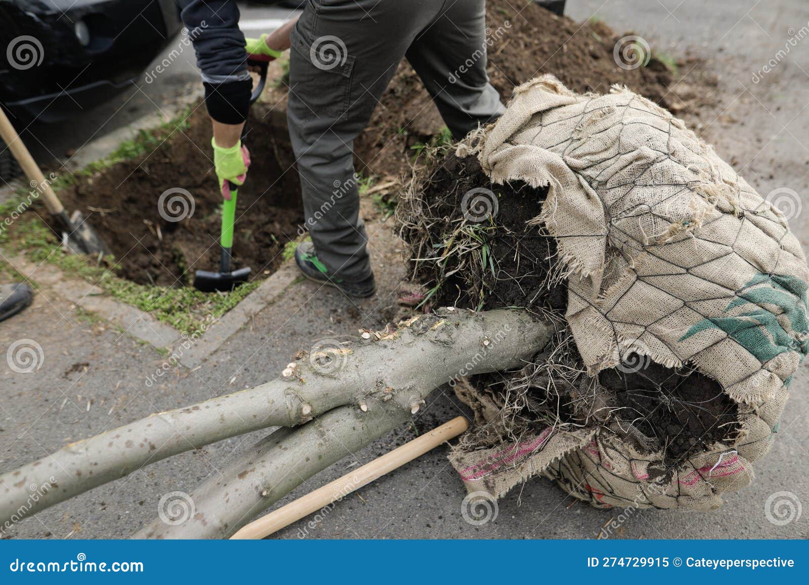 Shallow Depth of Field (selective Focus) Details with People Planting a ...