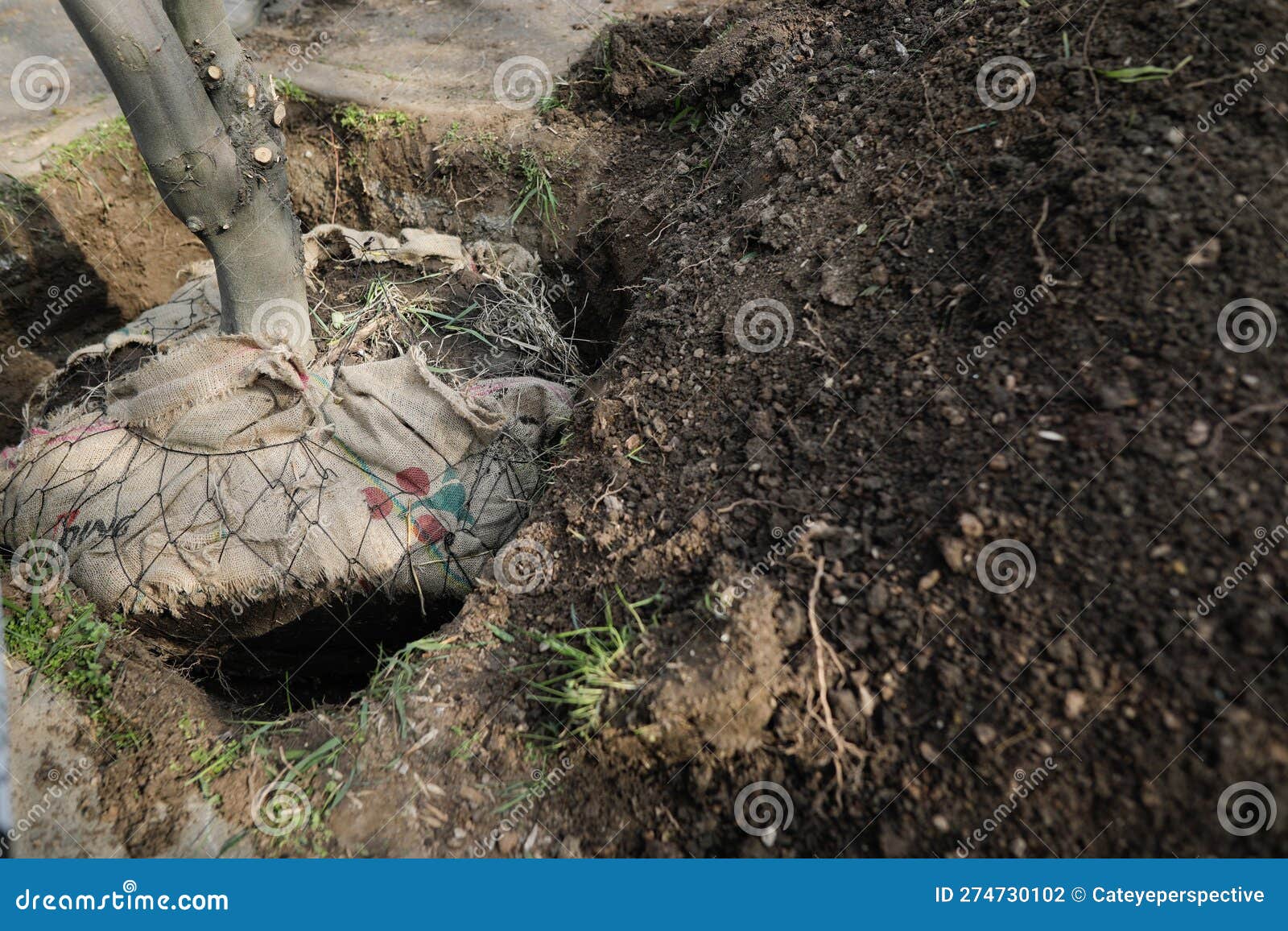 Shallow Depth of Field (selective Focus) Details with People Planting a ...