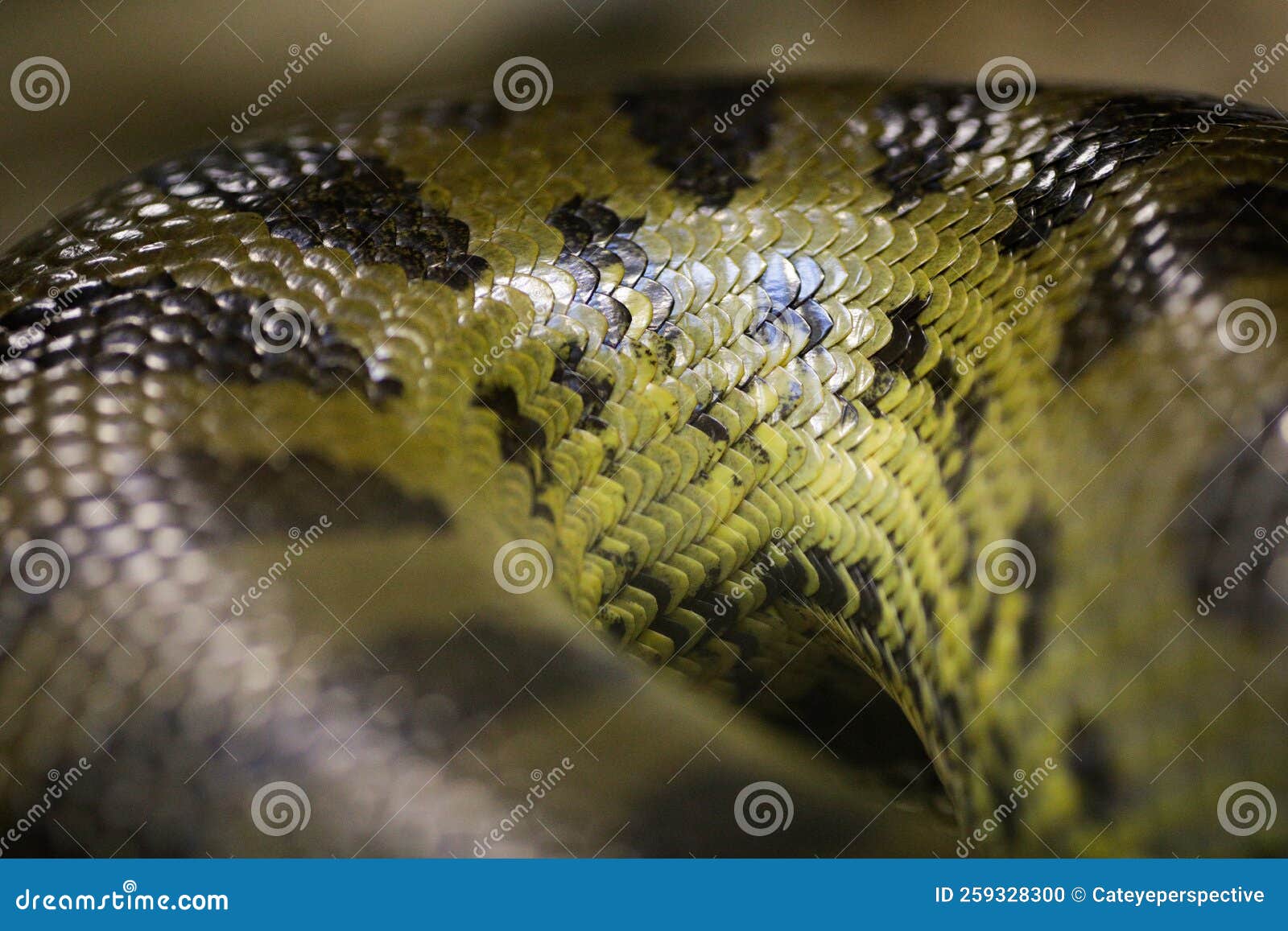 Shallow Depth of Field Selective Focus Details with the Scales of a Boa ... Shallow Depth of Field Selective Focus Details with the Scales of a Boa ...