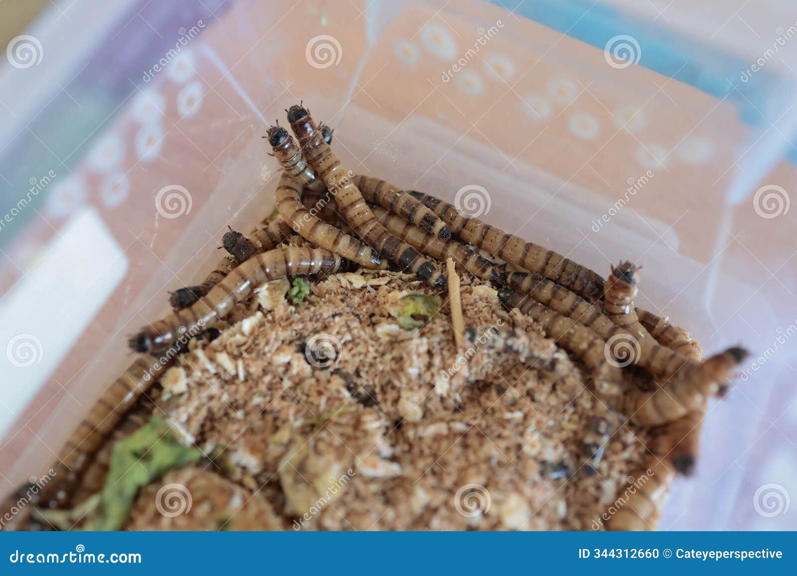 Zophobas Morio Worms Larvae Food Frying On The Pan Royalty-Free Stock ...