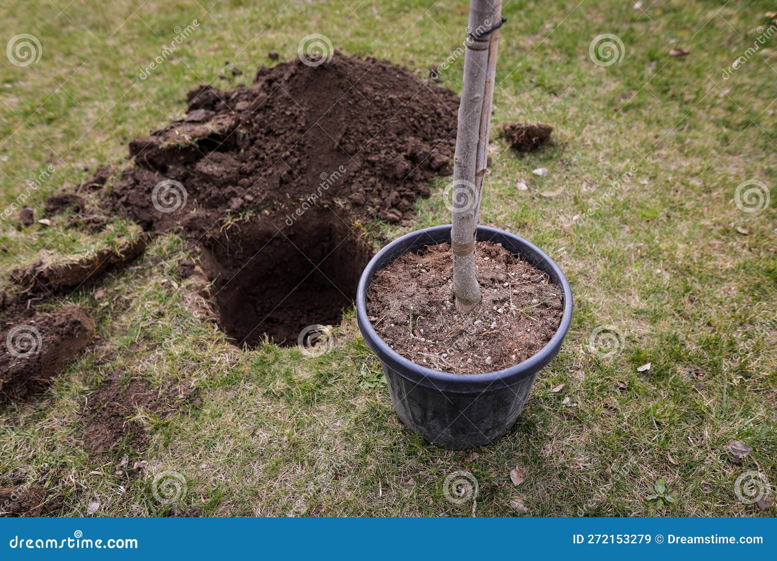 Shallow Depth of Field (selective Focus) Details with a Tree Sapling ...