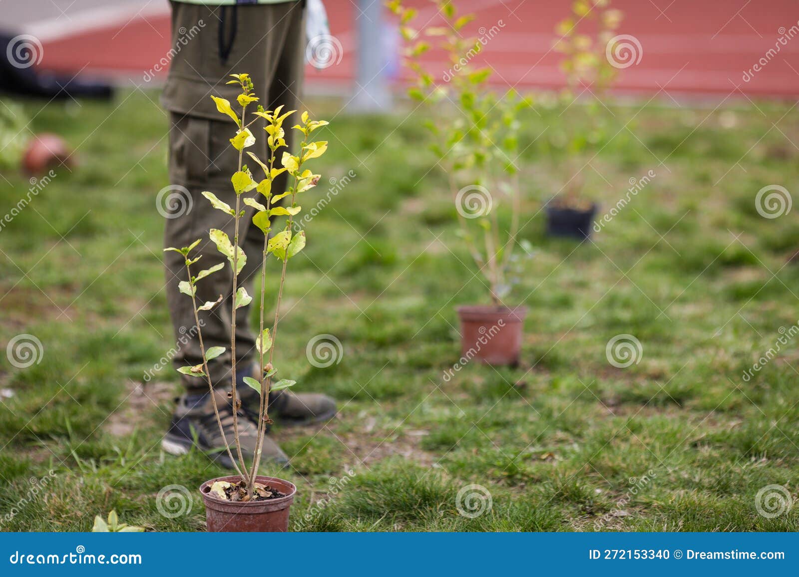 Shallow Depth of Field (selective Focus) Details with a Tree Sapling ...
