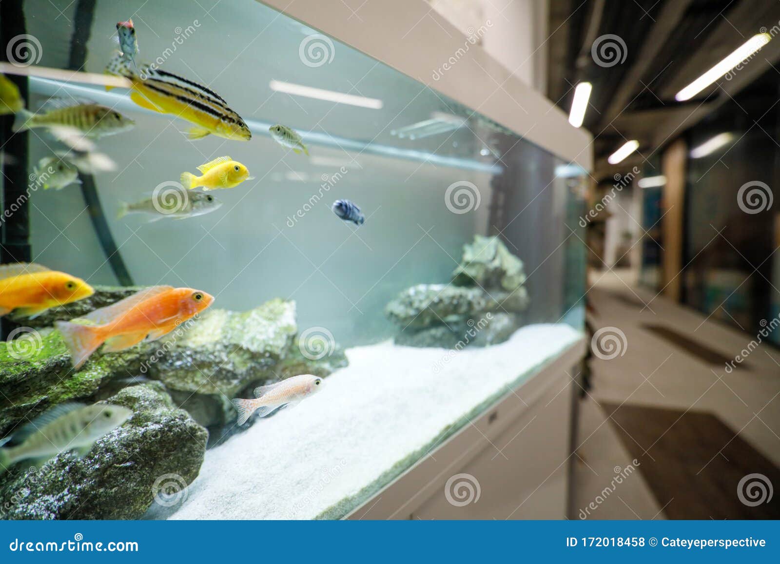 Shallow Depth of Field Selective Focus Image with an Aquarium with ...