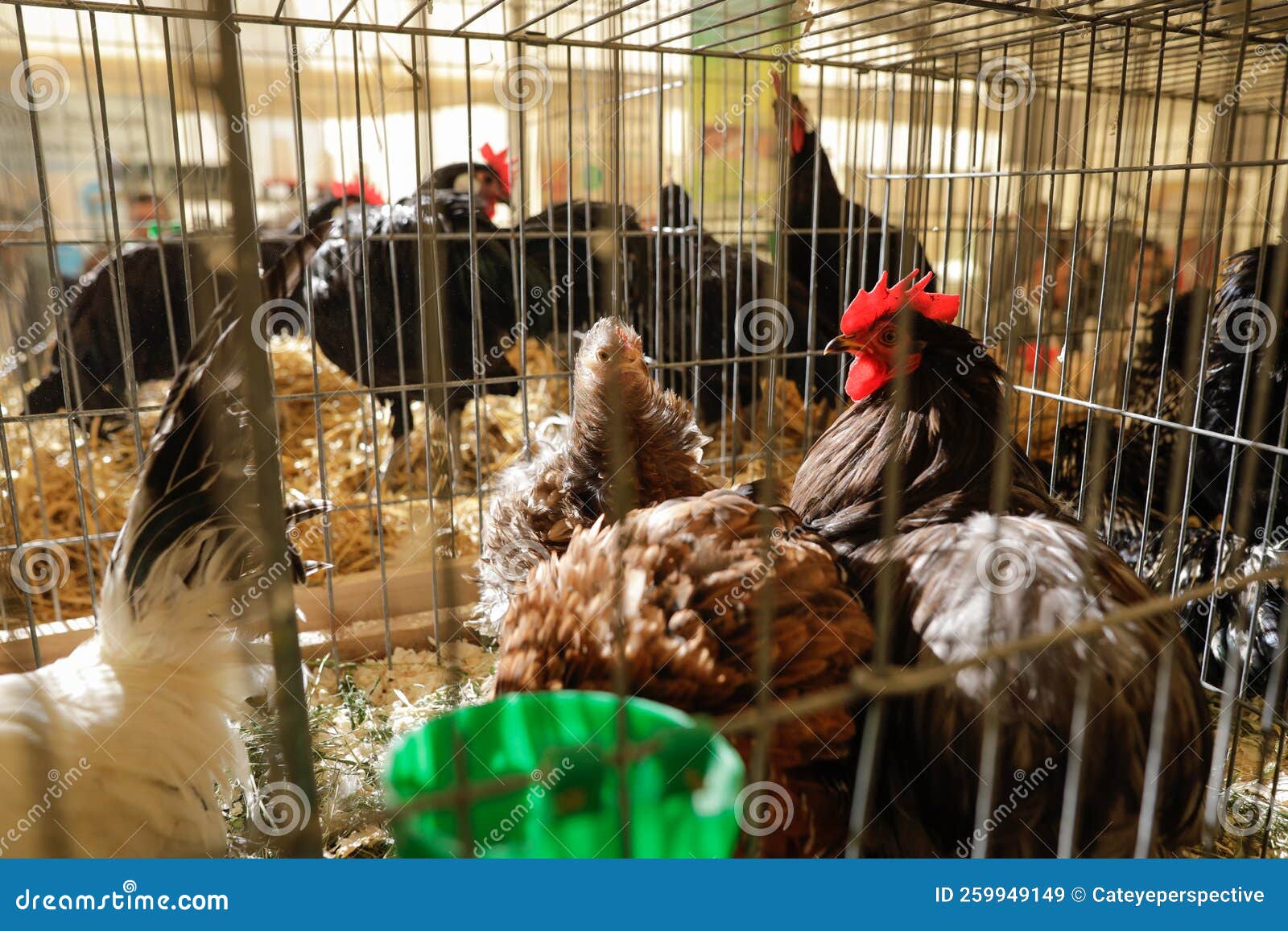 Shallow Depth of Field Selective Focus Image with Various Breeds of ...