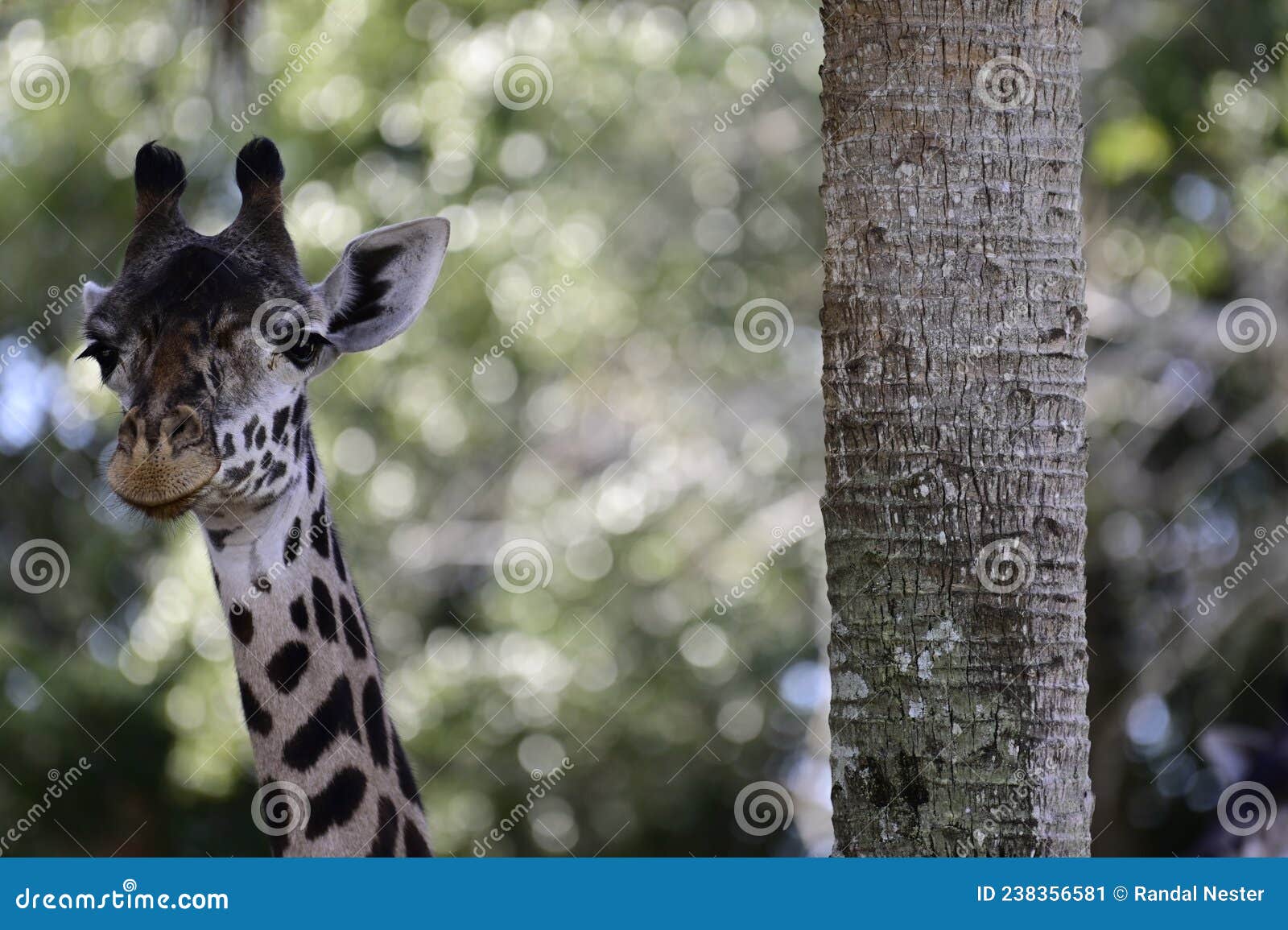 Closeup of Giraffe and Palm Tree Stock Image - Image of adventure ...