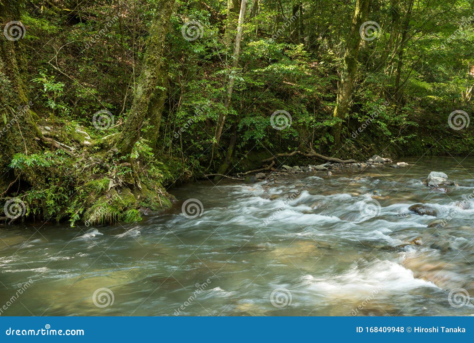 Shallow fast brook stock photo. Image of foliage, water - 168409948