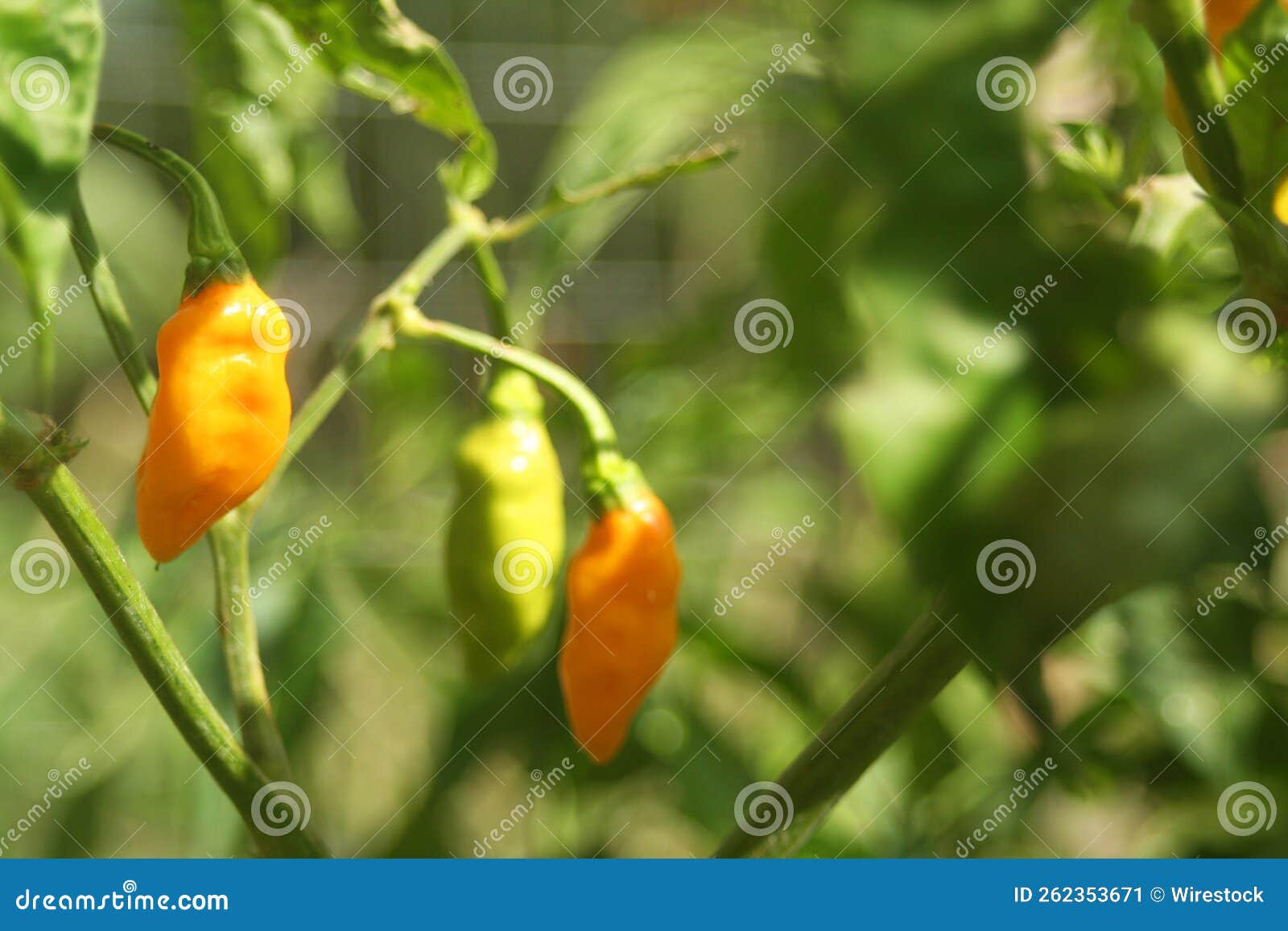 Shallow Focus of an Aji Amarillo Peppers from Peru Growing in Garden ...