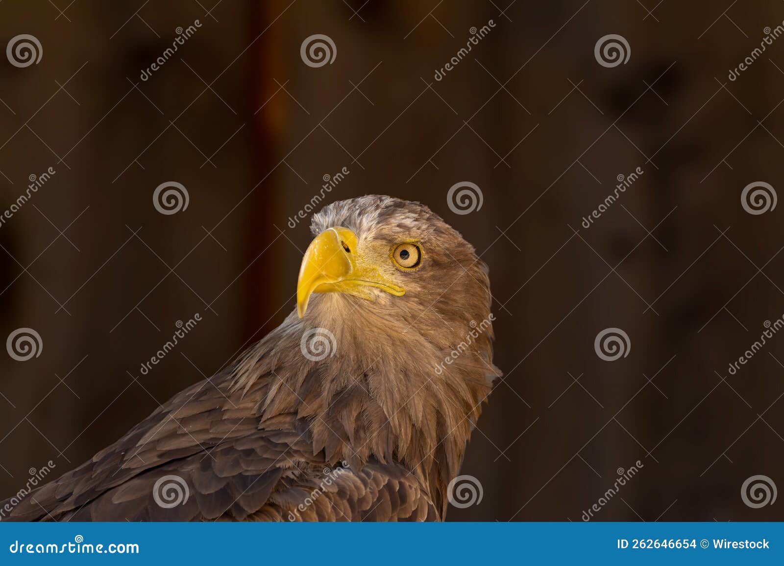 Shallow Focus of a Beautiful Eagle with an Attentive Look Stock Photo ...