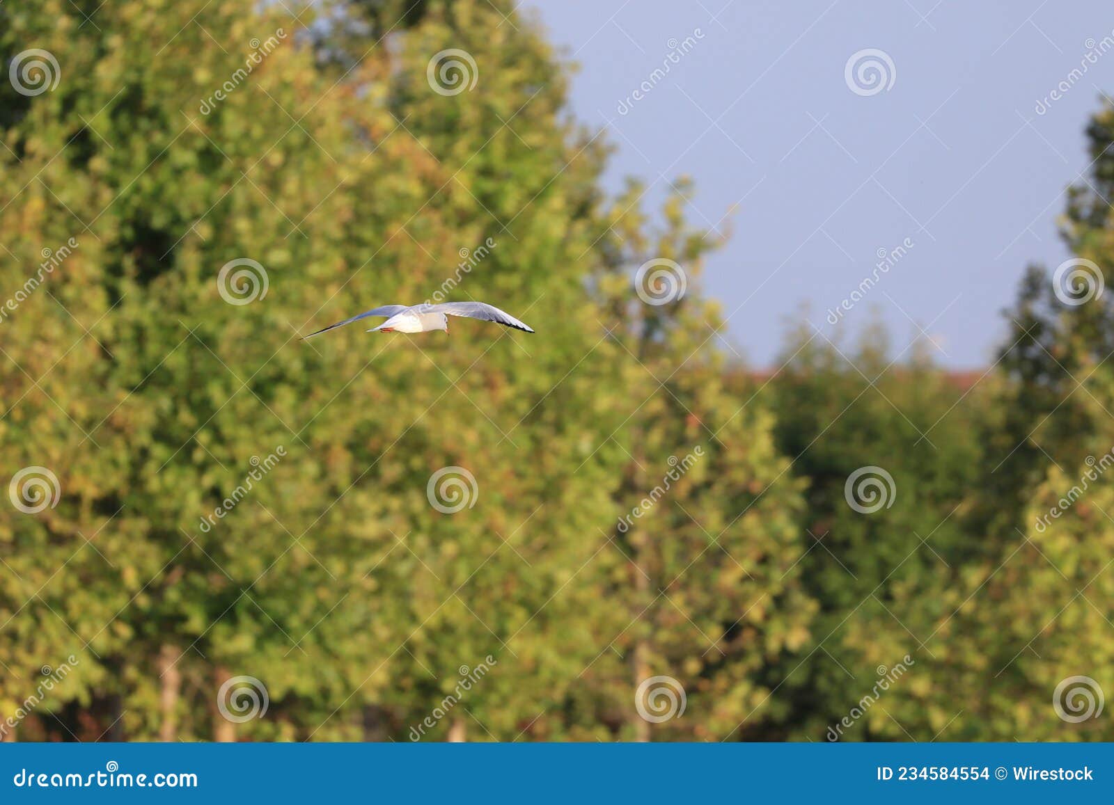 Shallow Focus of a Bird Flying Near Trees Stock Photo - Image of ...