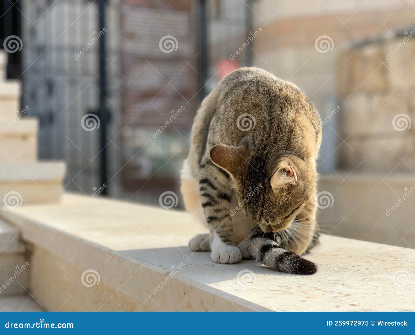 Shallow Focus of a Brown Tabby Cat Licking Its Tail Stock Image - Image ...