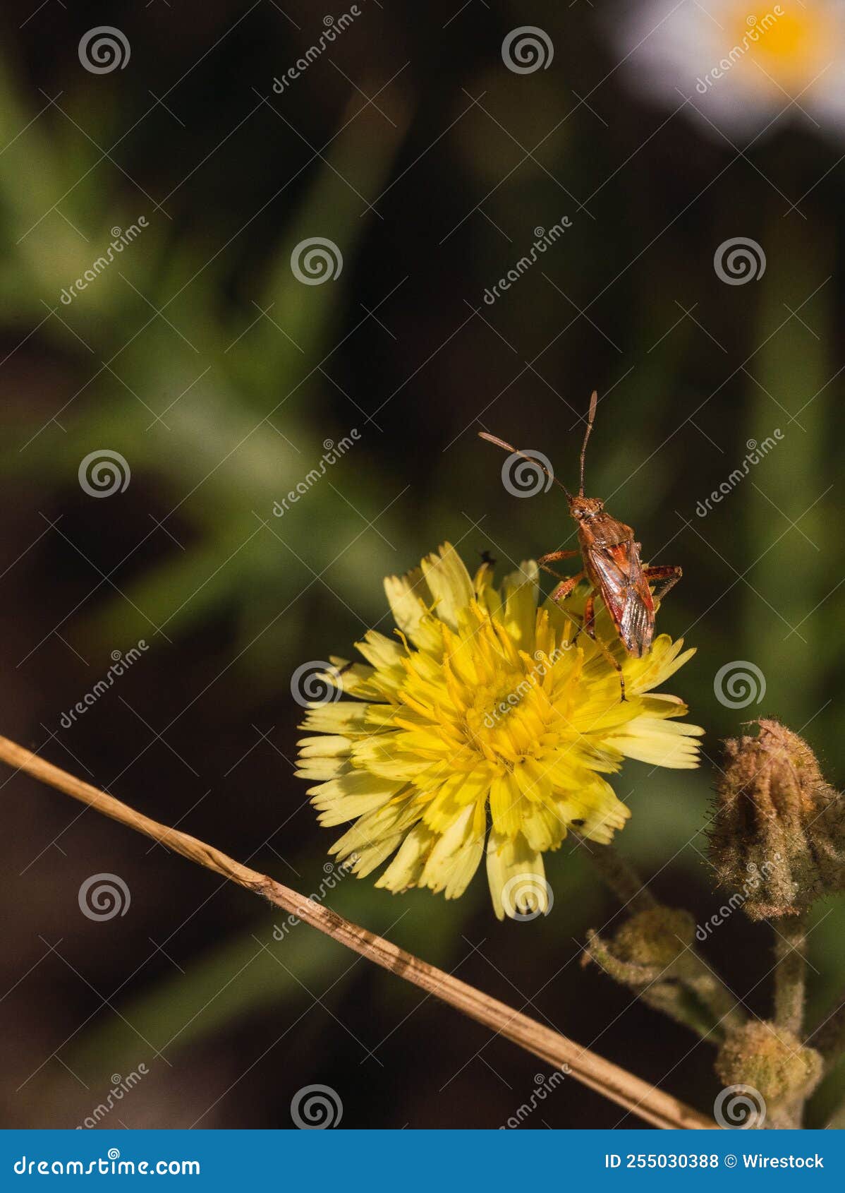 Shallow Focus of a Bug in a Yellow Hieracium Umbellatum Flower Stock ...