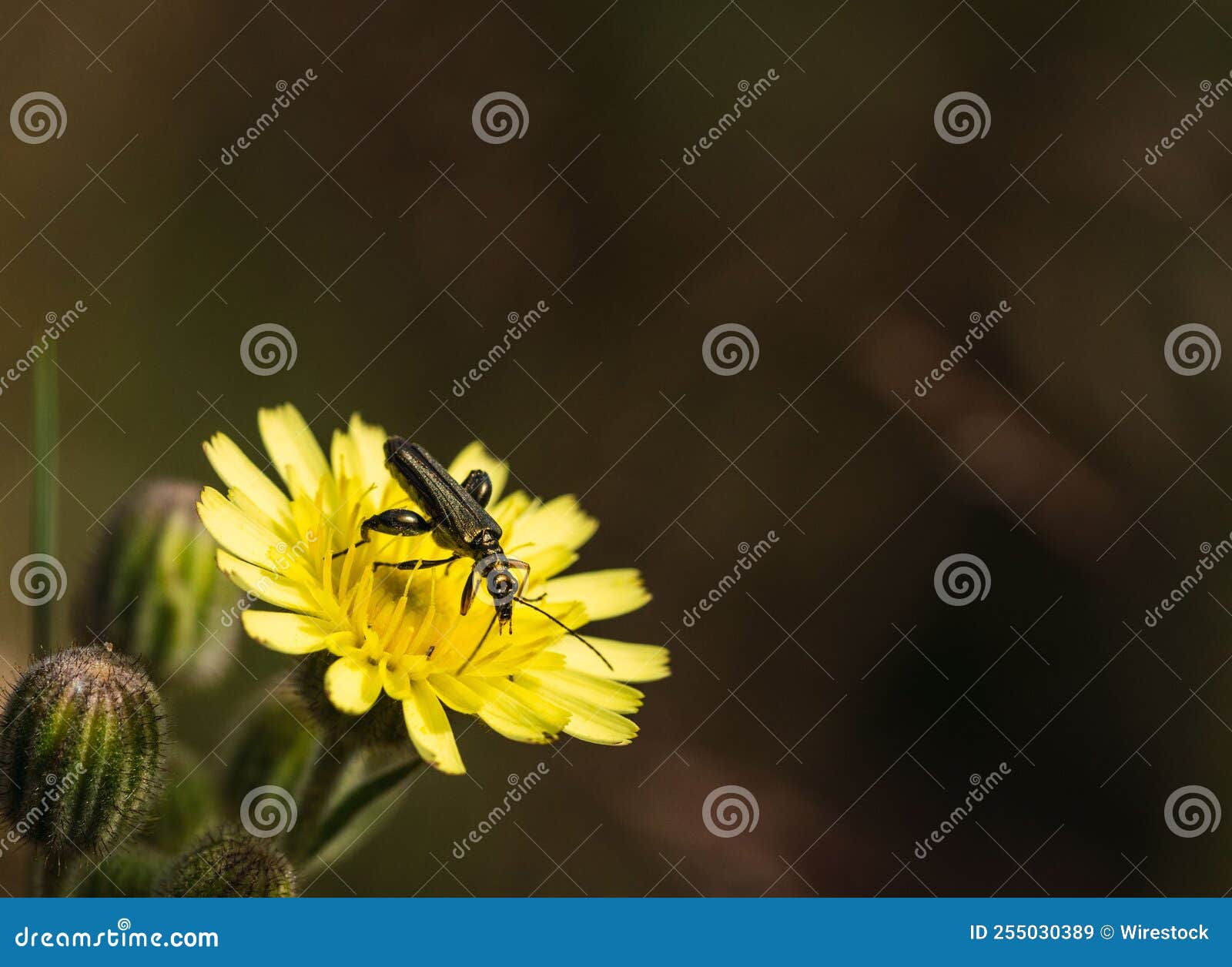 Shallow Focus of a Bug in a Yellow Hieracium Umbellatum Flower Stock ...