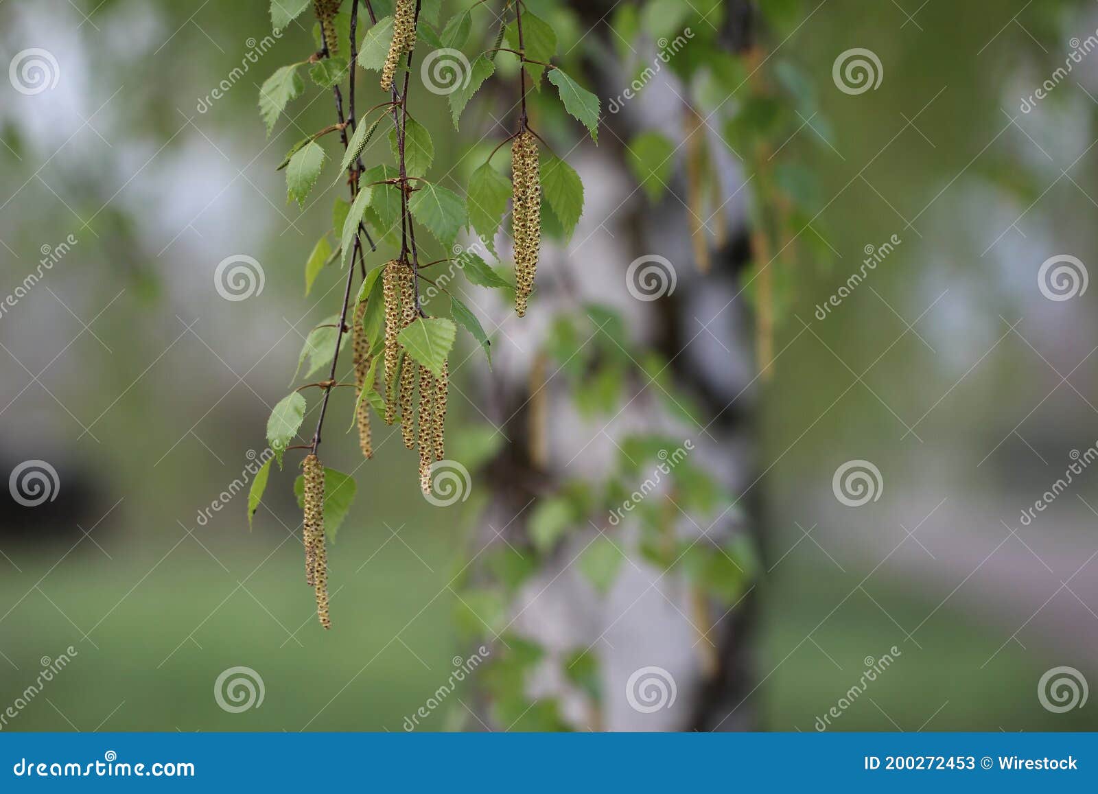 Shallow Focus Closeup of a Tree Branch with Seeds Stock Image - Image ...