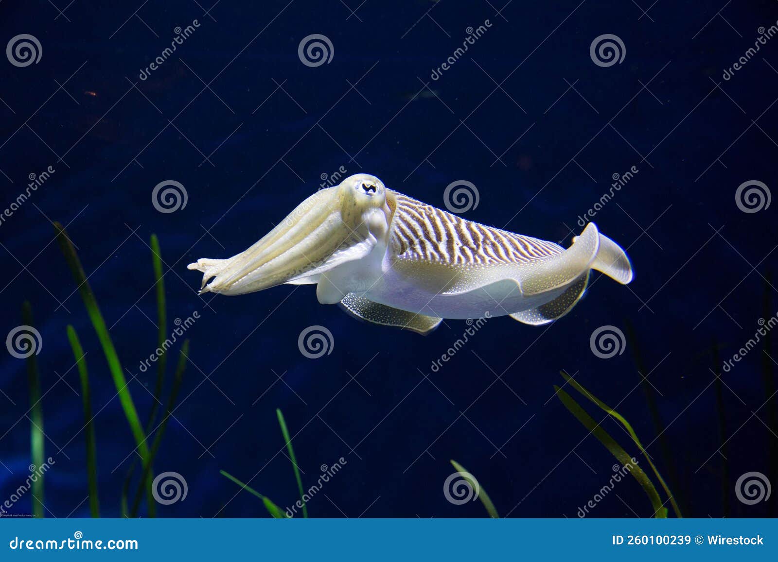 Shallow Focus of a Cuttlefish with Green Algae Underwater in Aquarium ...