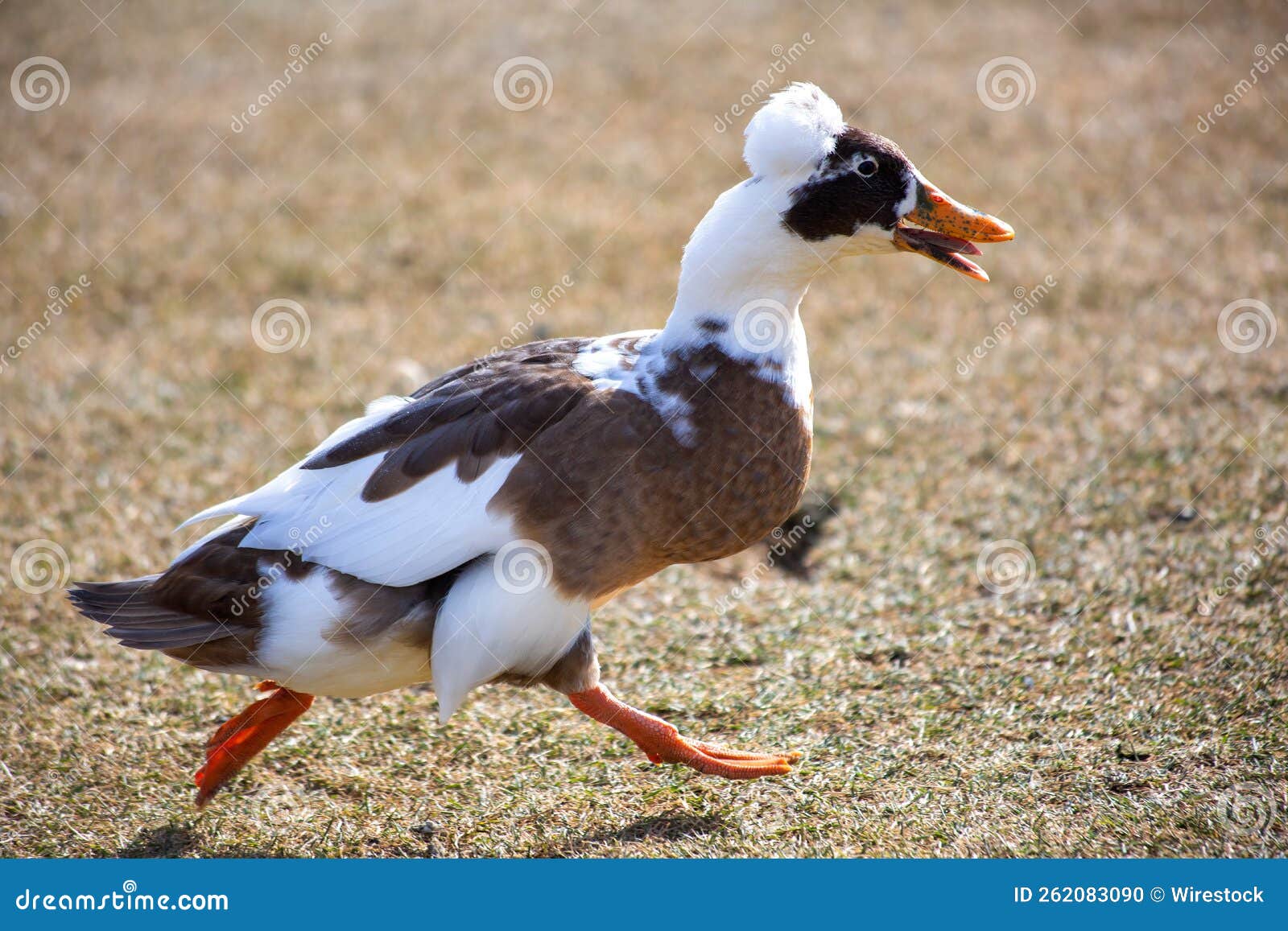 Shallow Focus of a Duck Running on Grass Stock Photo - Image of bicolor ...