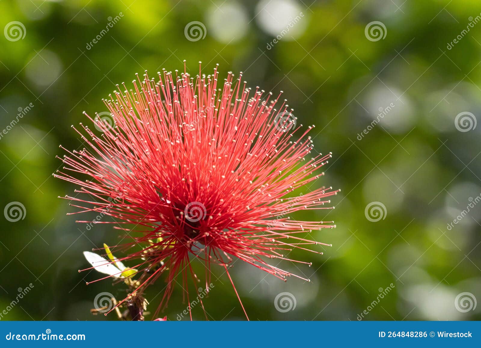 Shallow Focus of Dwarf Powderpuff Bush (calliandra Haematocephala ...