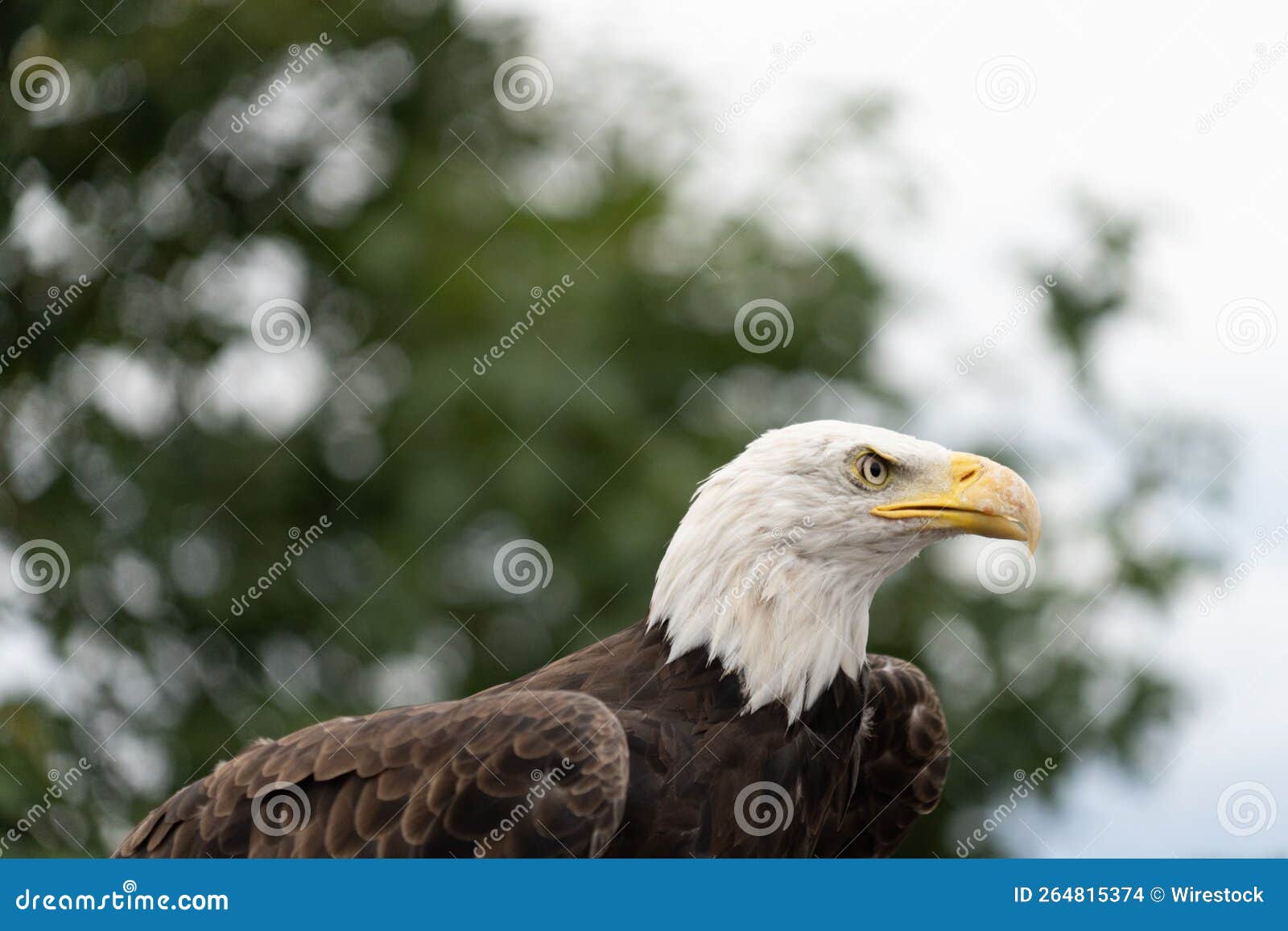 Shallow Focus of an Eagle Looking Sharp with Blur Trees in the ...