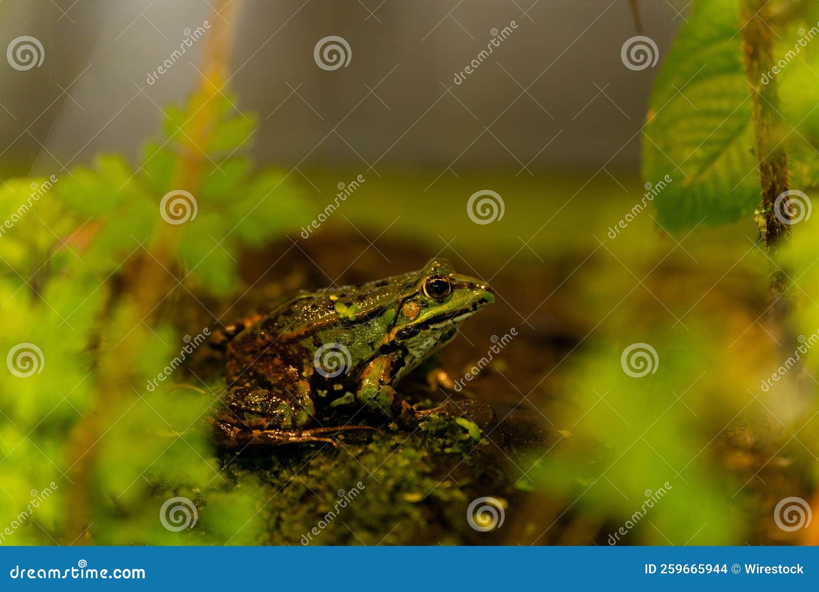 Shallow Focus of an Edible Frog Behind the Green Leaves Stock Photo ...