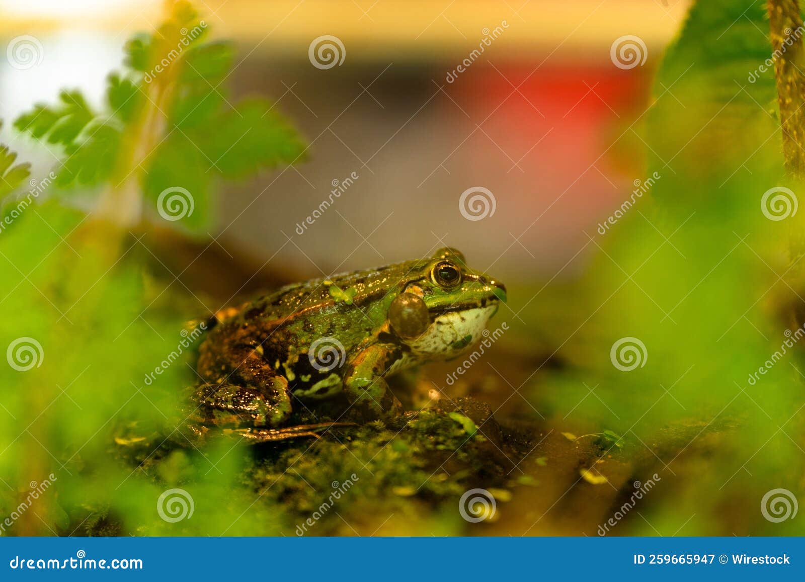 Shallow Focus of an Edible Frog Behind the Green Leaves Stock Image ...