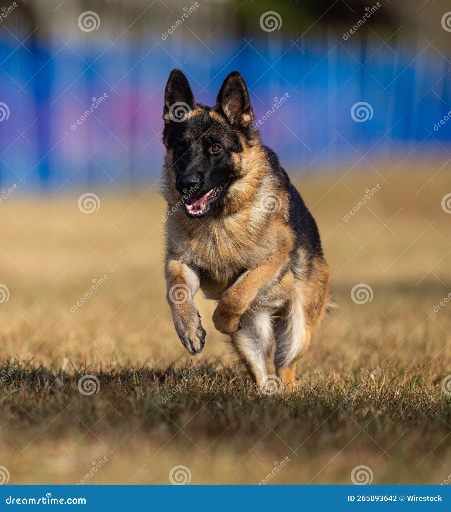 Shallow Focus of a German Shepherd Dog Running on the Grass in a Field ...