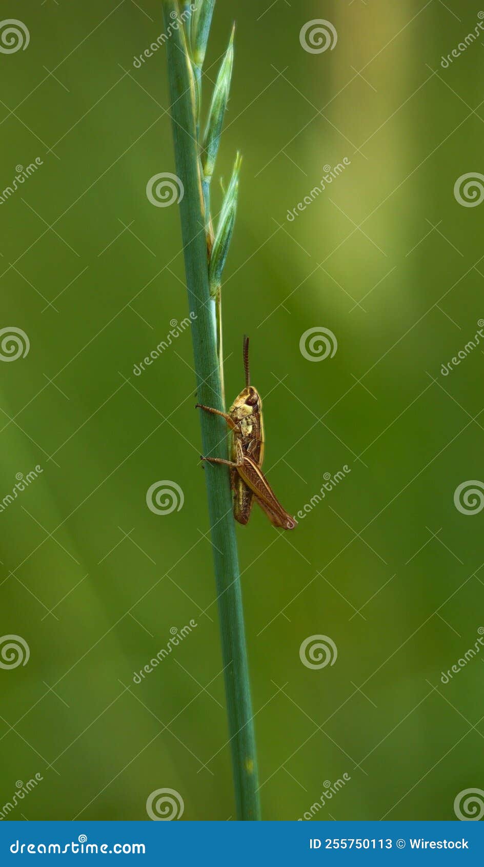 Shallow Focus of a Grasshopper on a Grass with a Blurred Green ...