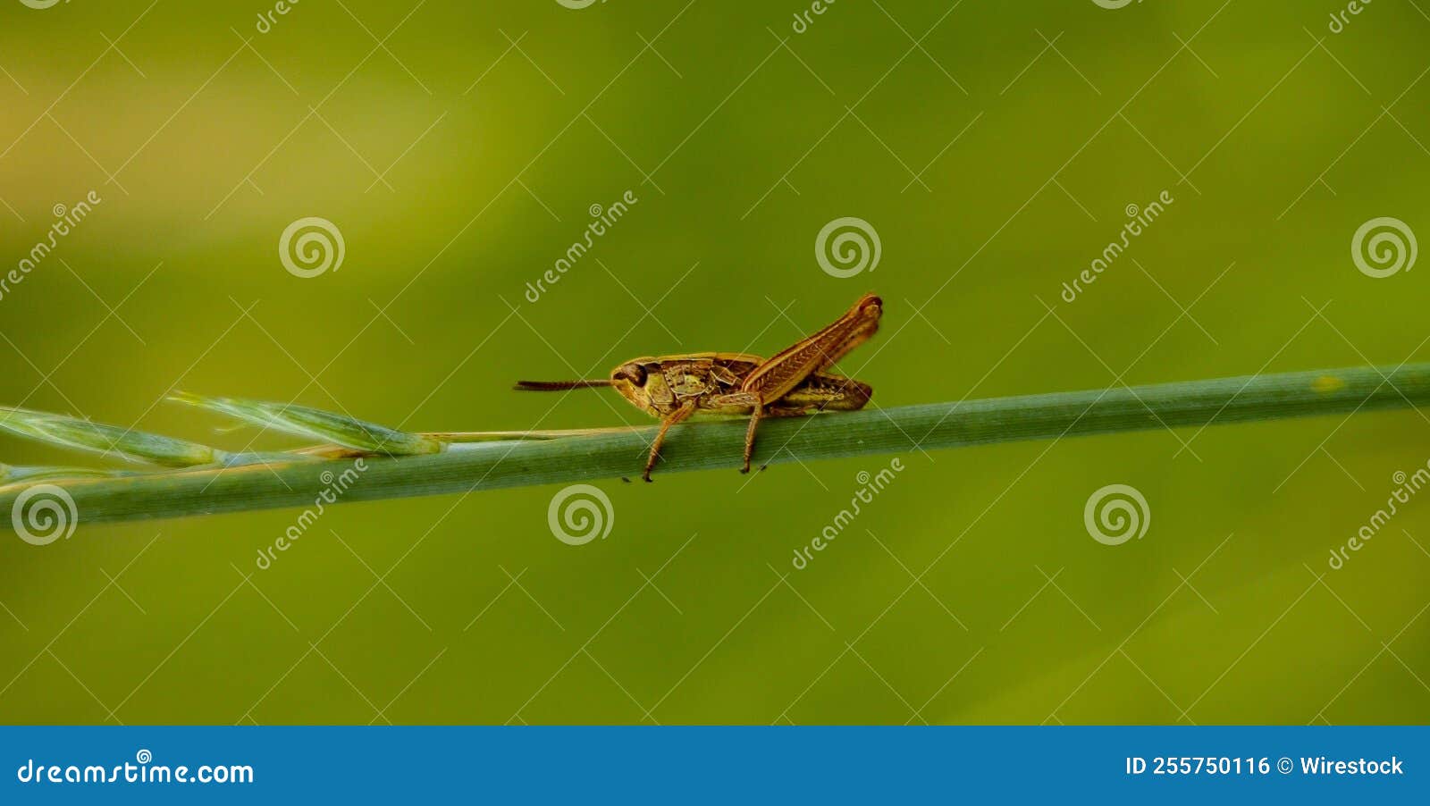 Shallow Focus of a Grasshopper on a Grass with a Blurred Green ...