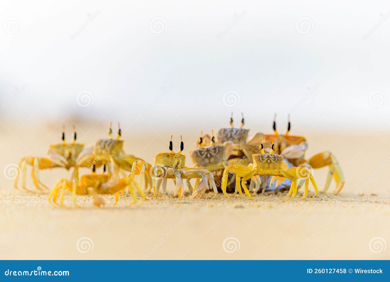 Ghost Eel Shallow Reef Flats, Sheltered Coastal Reefs, And Lagoons ...