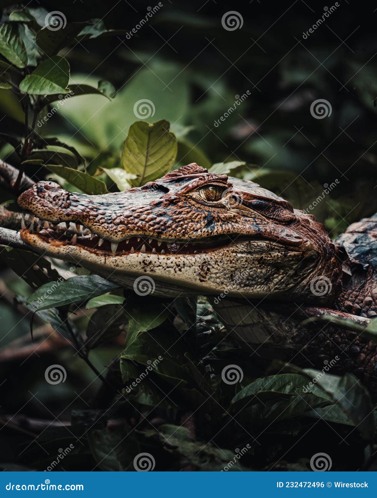 Shallow Focus of a Head of an Alligator on Green Leaves in the Forest ...