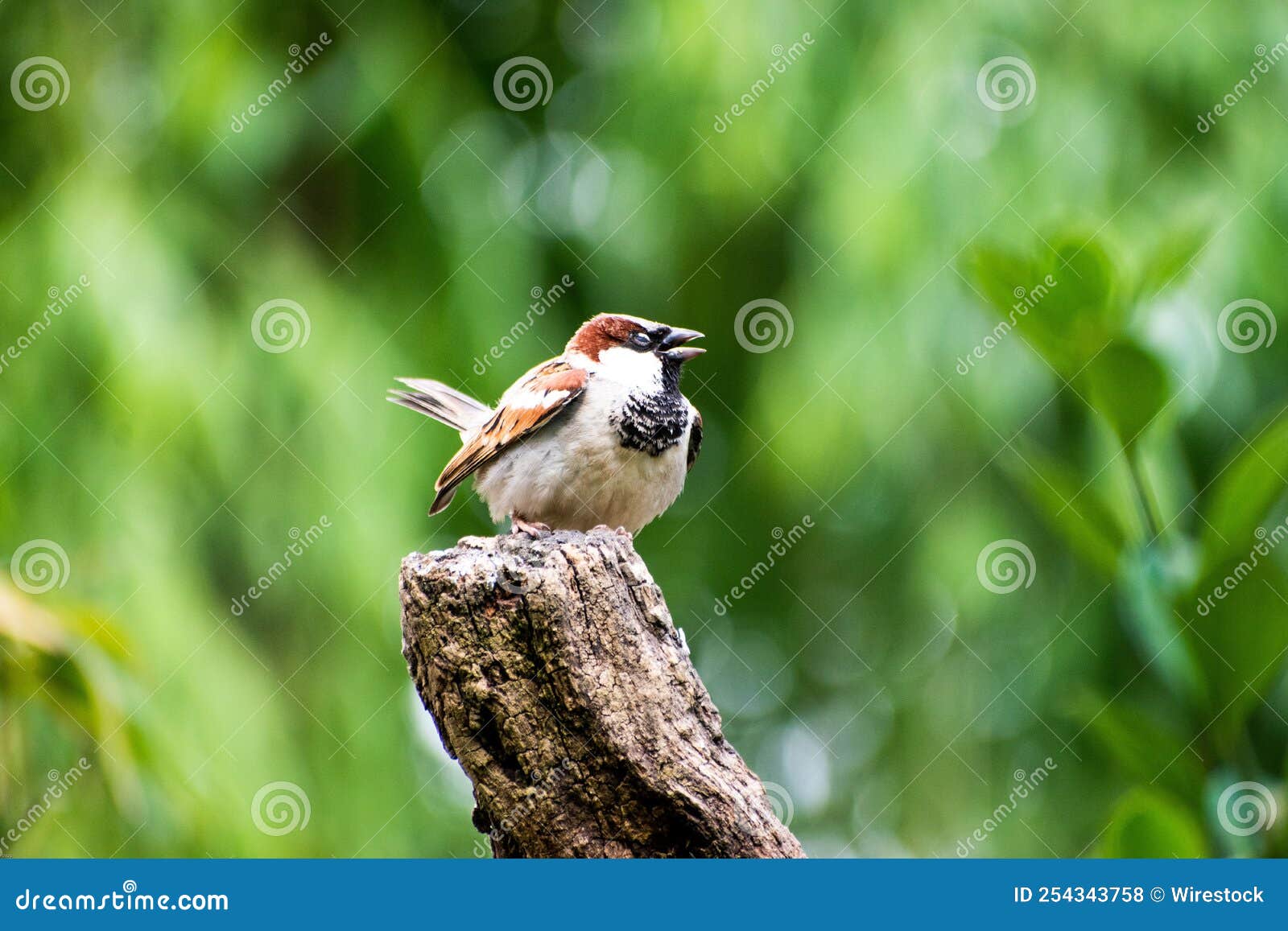 Shallow Focus a House Sparrow Sitting on a Tree Stock Photo - Image of ...