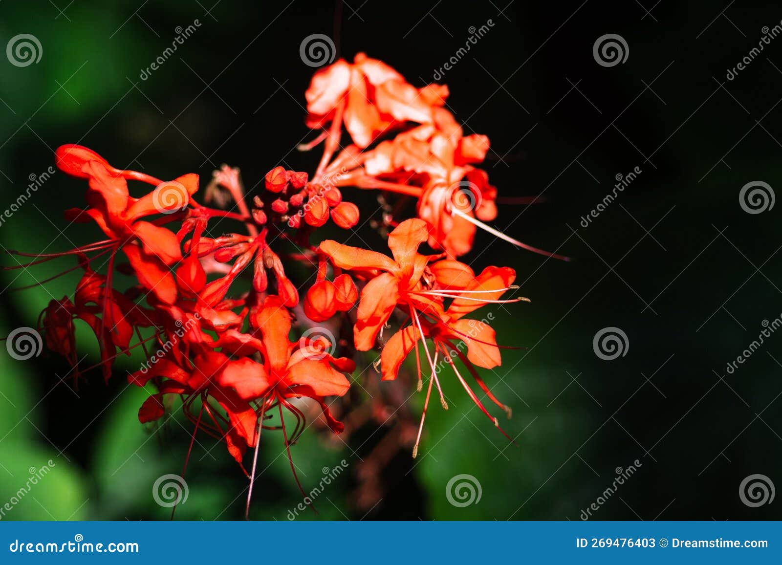 Shallow Focus of Java Glorybower with Blur Green Background Stock Image ...