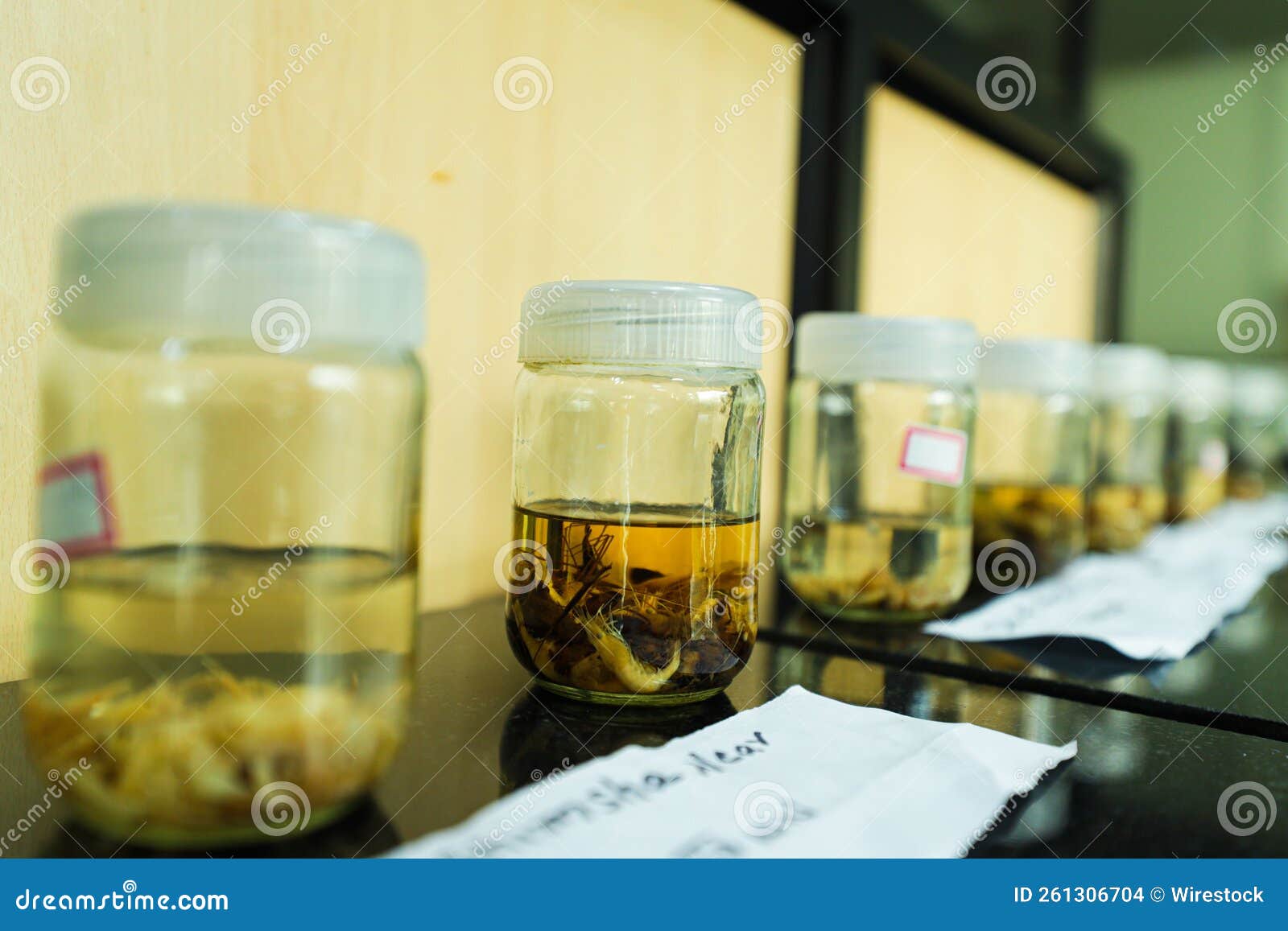 Shallow Focus of Laboratory Glassware with Insects in it in a Test Lab ...
