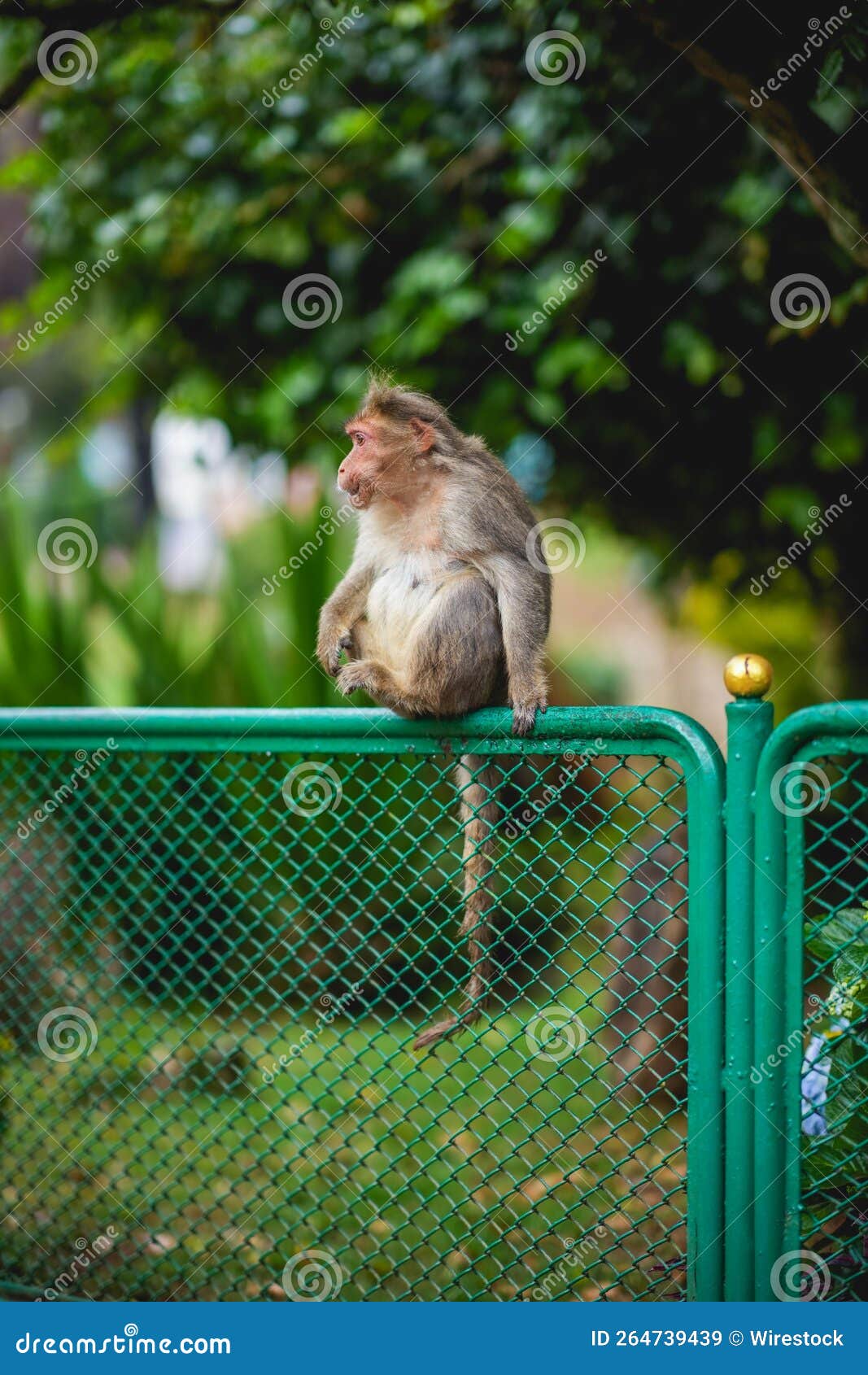 Shallow Focus of a Monkey Sitting on a Green Fence in a Park Stock ...