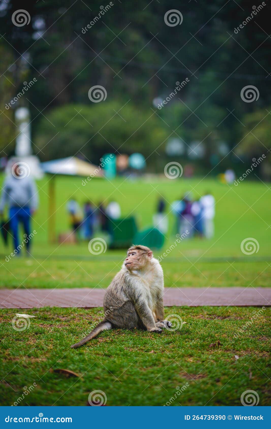 Shallow Focus of a Monkey Sitting on a Green Grass in a Park Stock ...