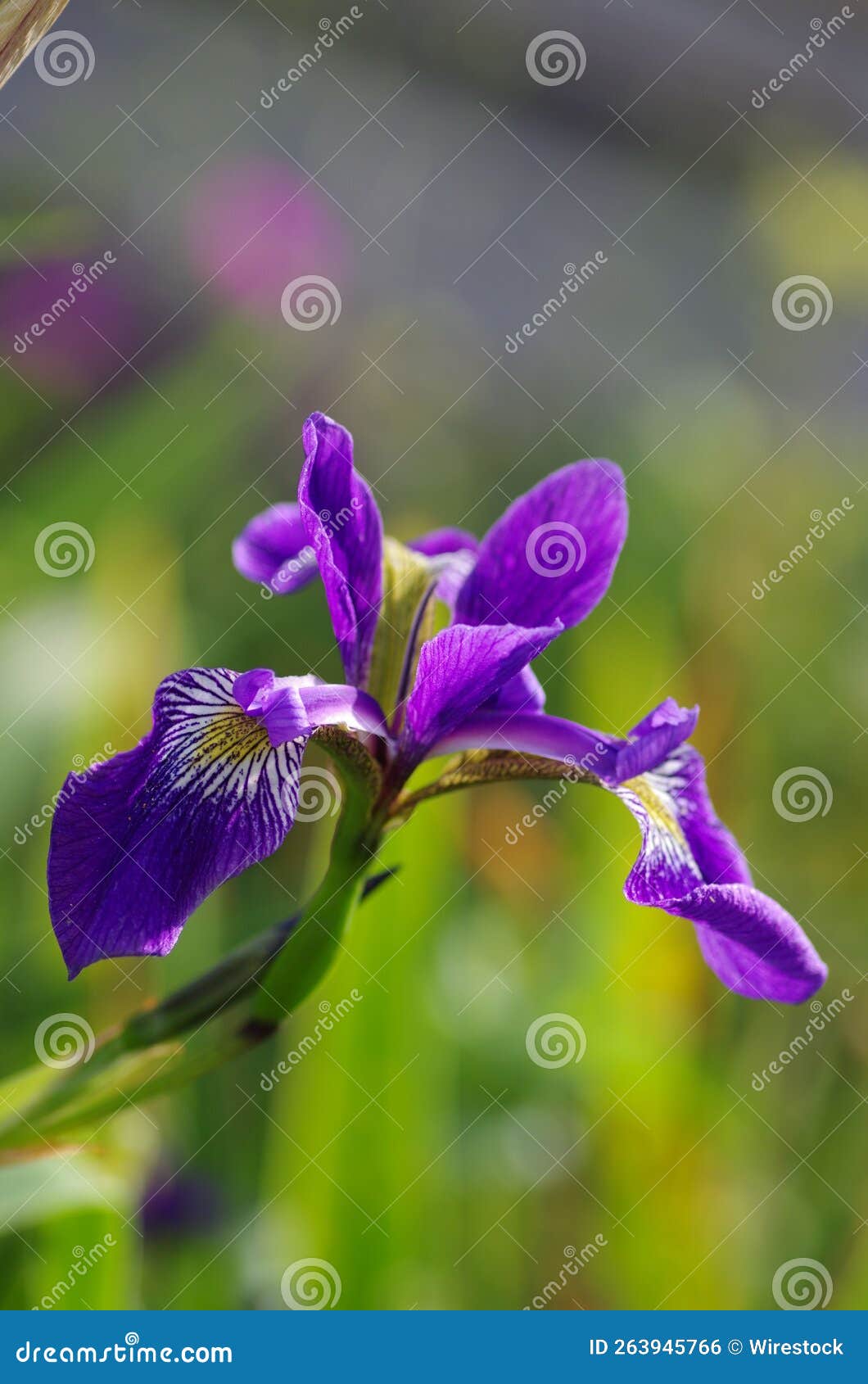 Shallow Focus of Northern Blue Flag, Iris Versicolor Flower Stock Photo ...