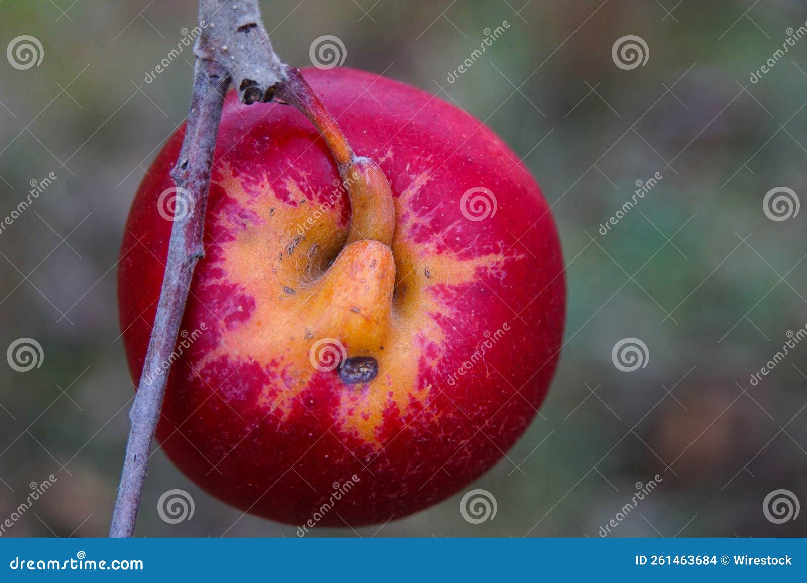 Shallow Focus of a Red Apple on a Twig Stock Photo - Image of closeup ...