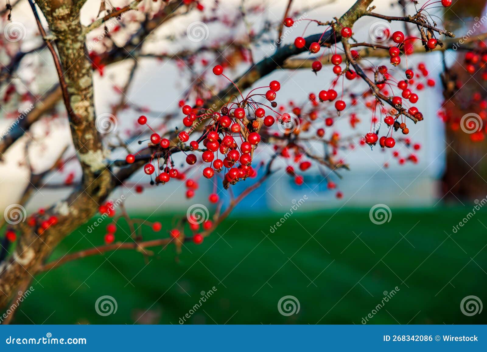 Spreading Leafless Bush Of Euphorbia Balsamifera Stock Photo ...