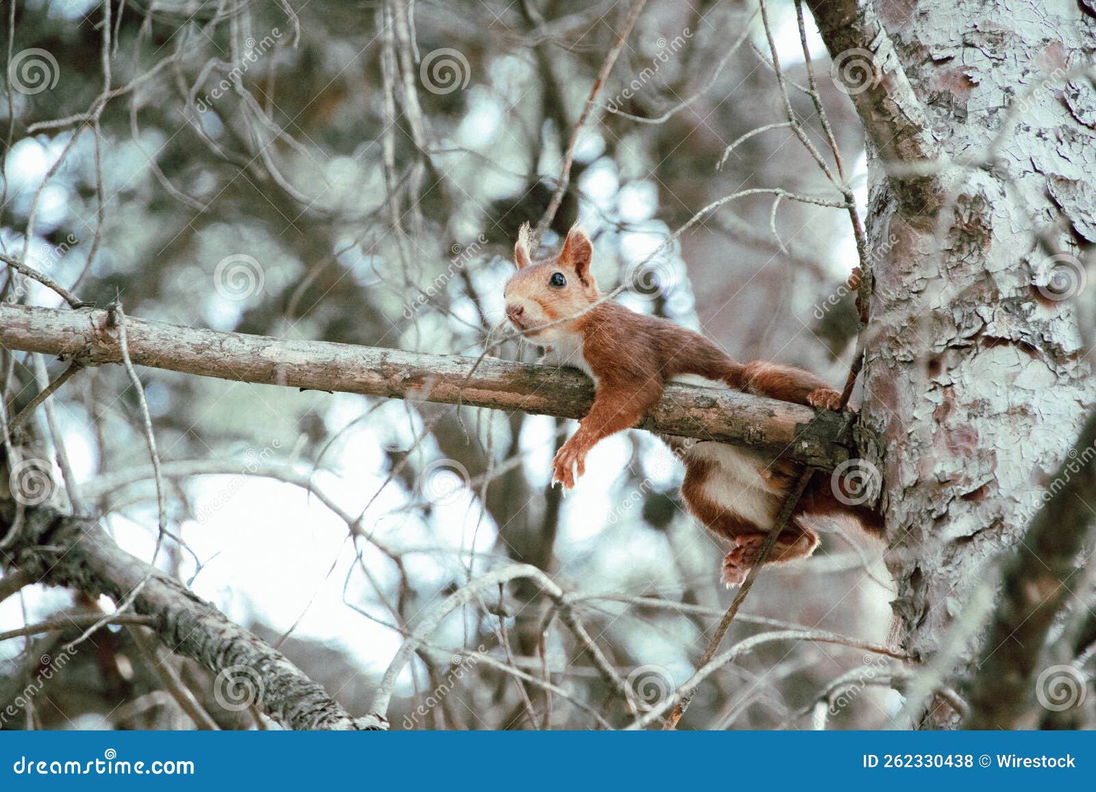 Shallow Focus of a Red Squirrel Climbing a Tree Branch Stock Photo ...