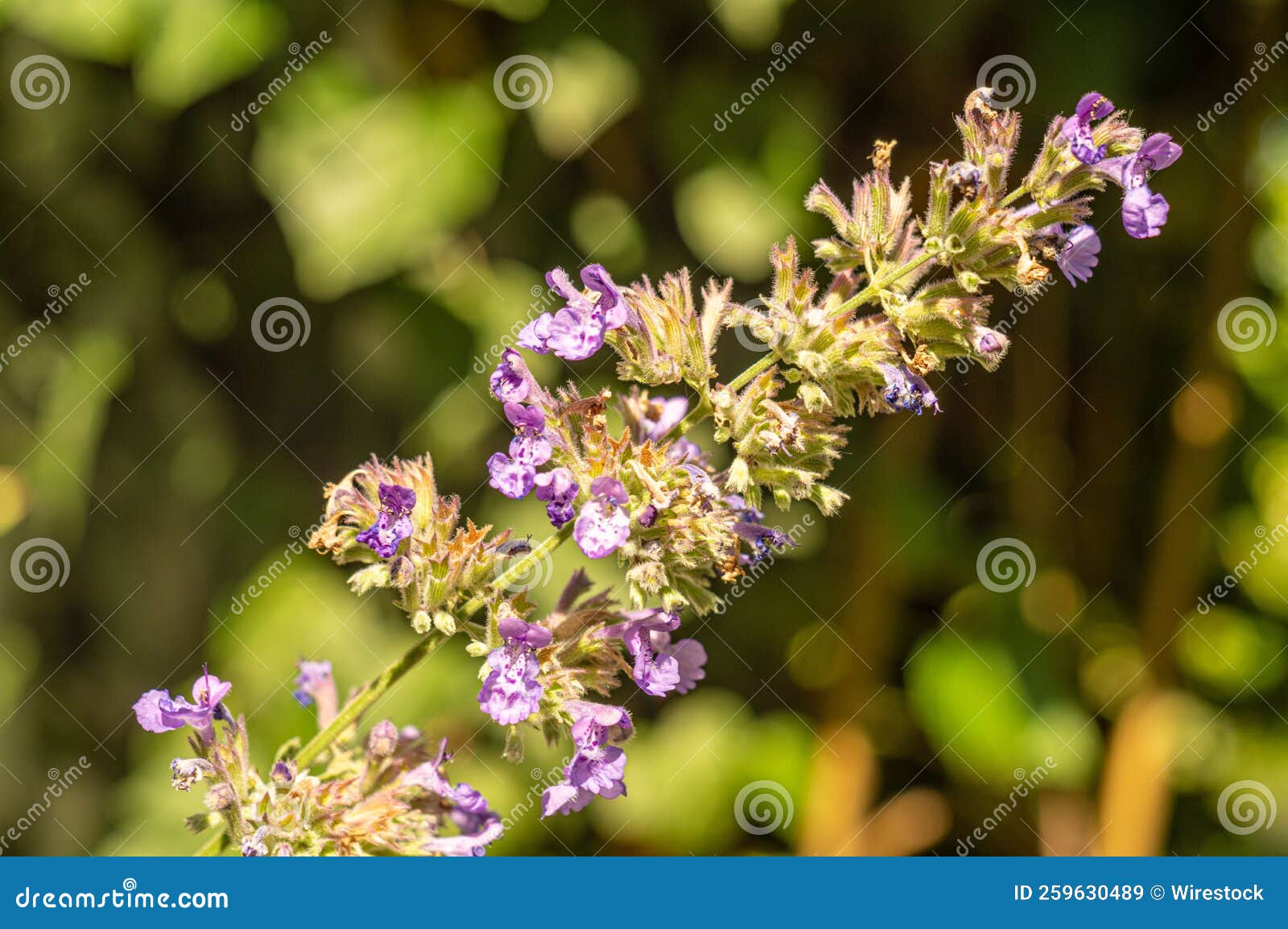 Shallow Focus Shoit of Catnip Flower with Blur Background Stock Image ...