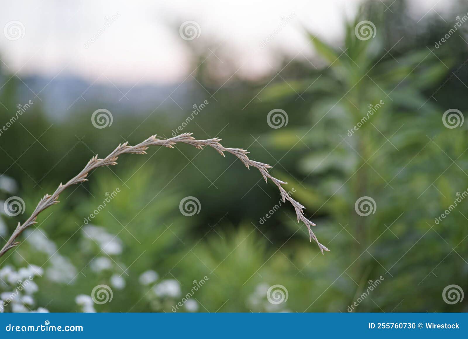 Shallow Focus Shot of a Beautiful Creeping Wheatgrass in a Field Stock ...
